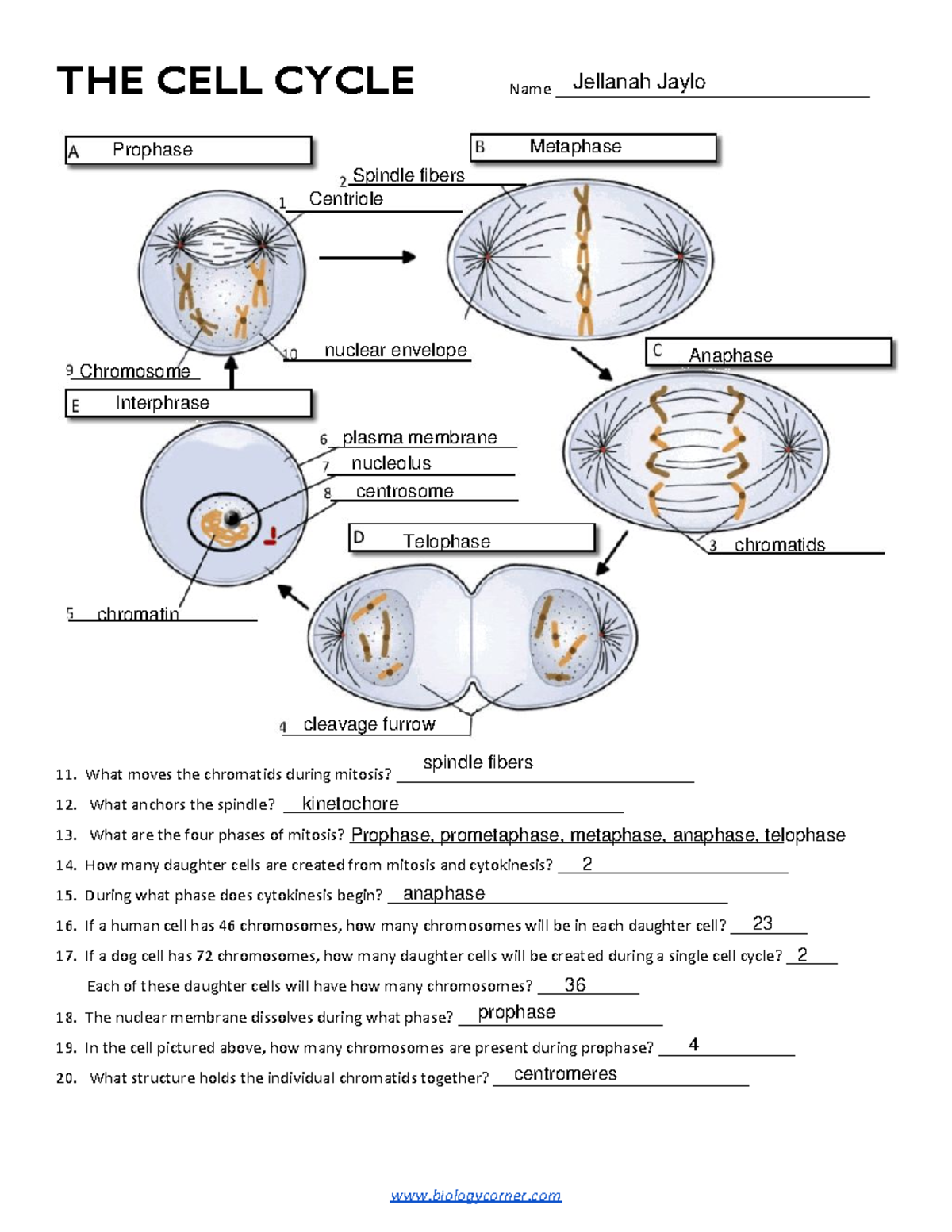 633753923 Cell Cycle Labeling - THE CELL CYCLE Name