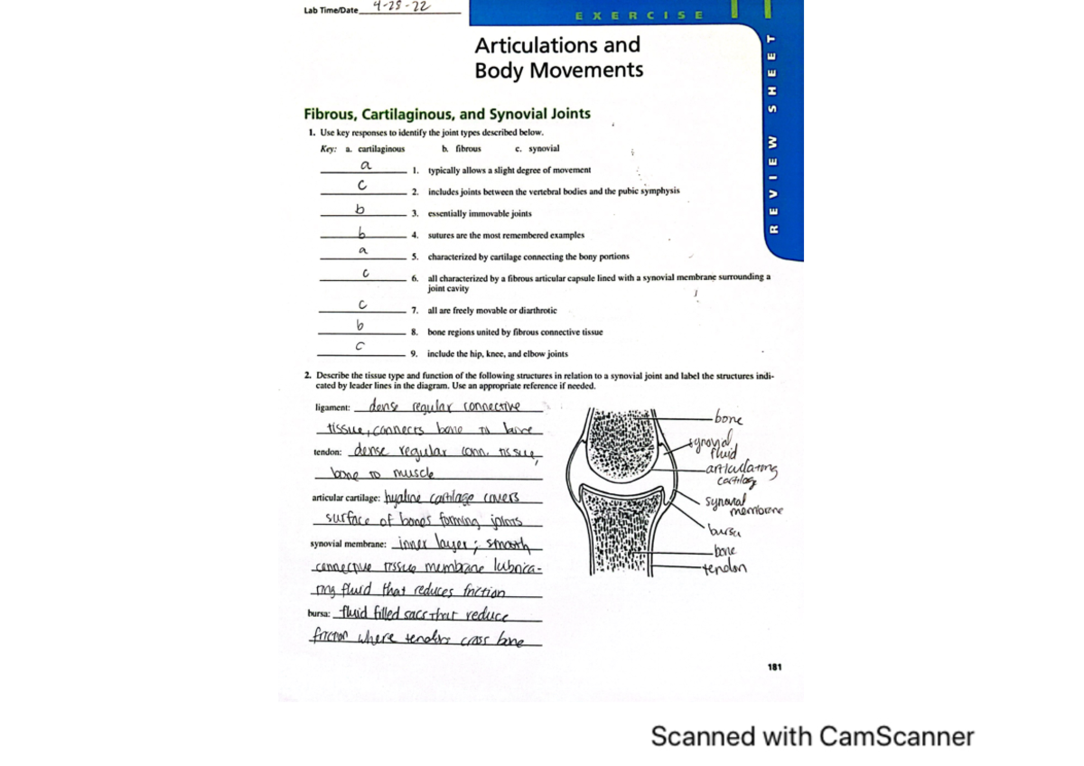 Articulations and body movements - BIO 50A - Studocu