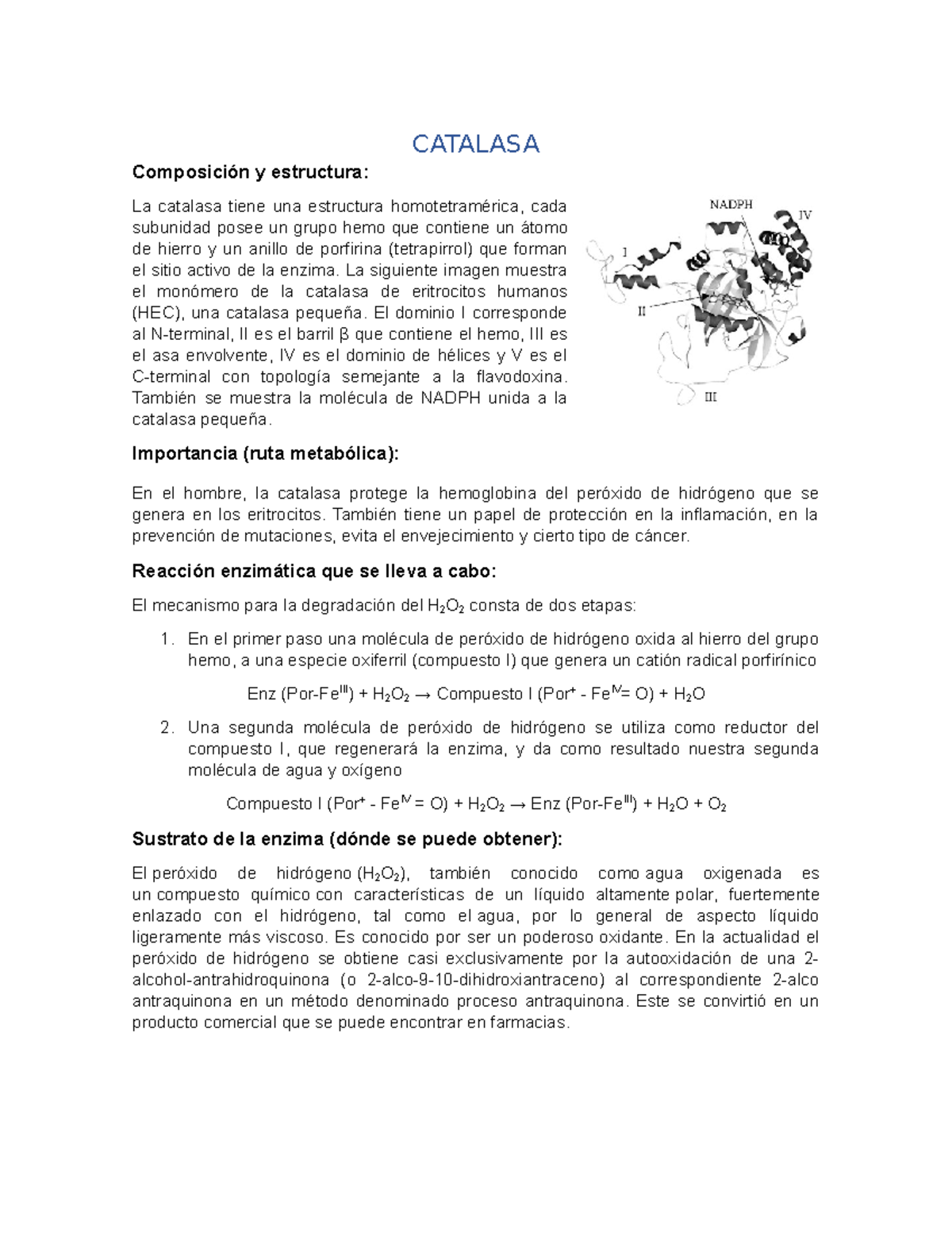 Catalasa (Lab 5C) - CATALASA Composición y estructura: La catalasa ...