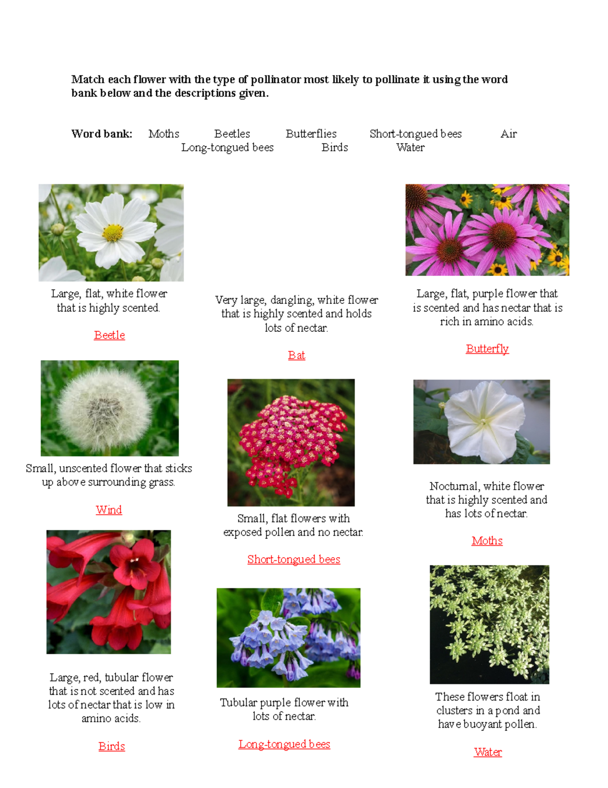 Pollinators KEY - worksheet for pollination syndrome - Match each ...