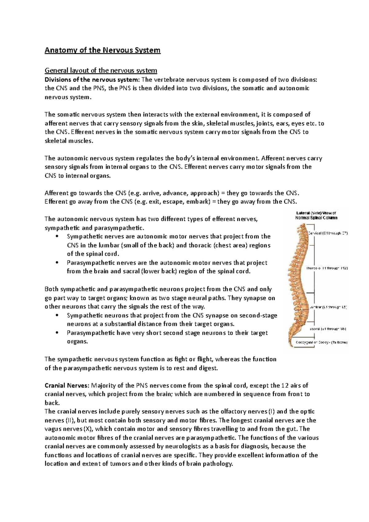 Anatomy of the Nervous System - Anatomy of the Nervous System General ...