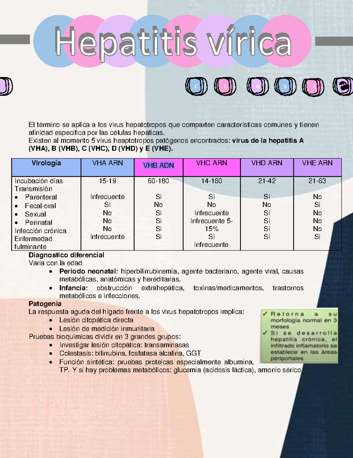 Hepatitis viricas Clase - El término se aplica a los virus hepatotropos ...