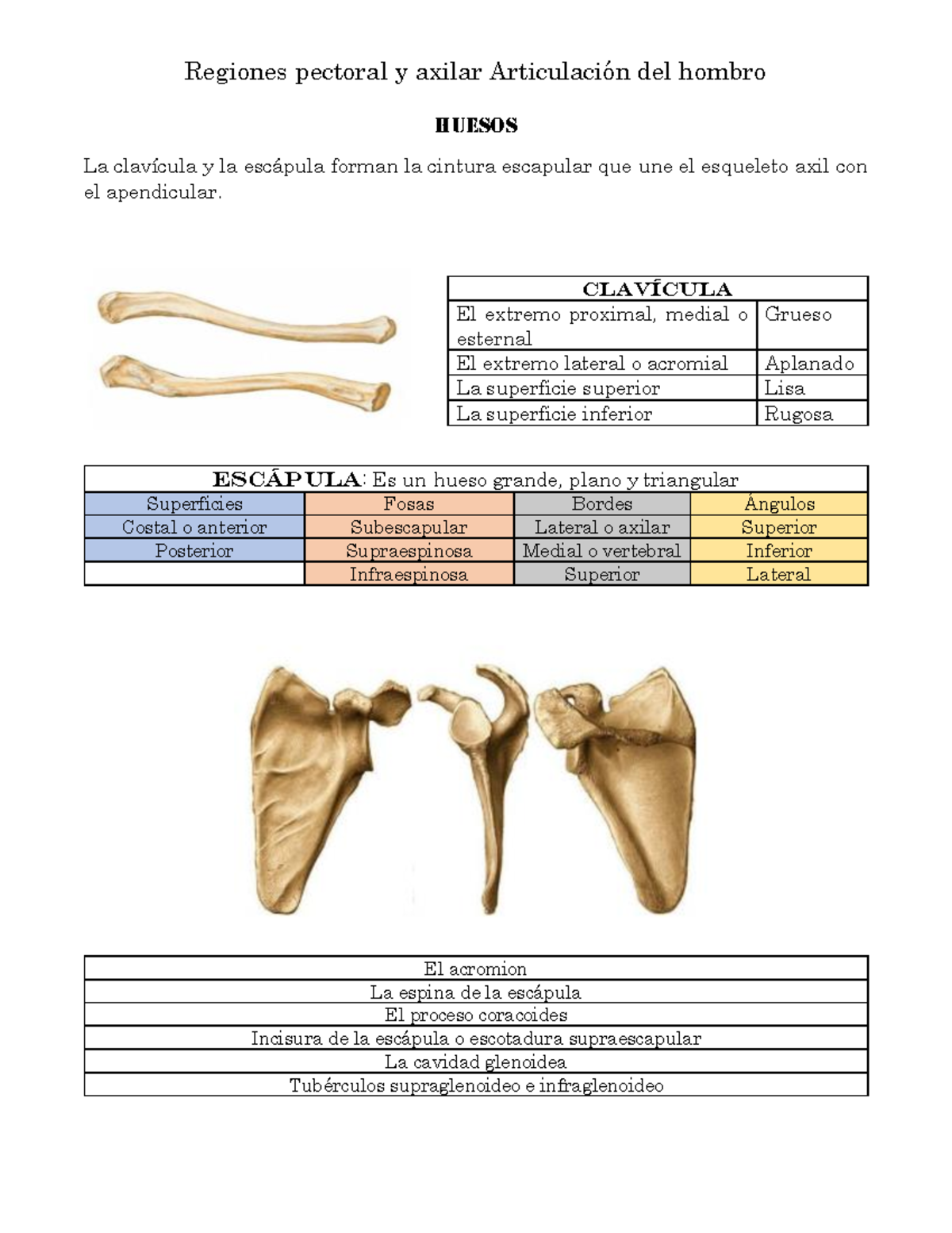 Regiones pectoral y axilar para lab 5 - HUESOS La clavícula y la ...