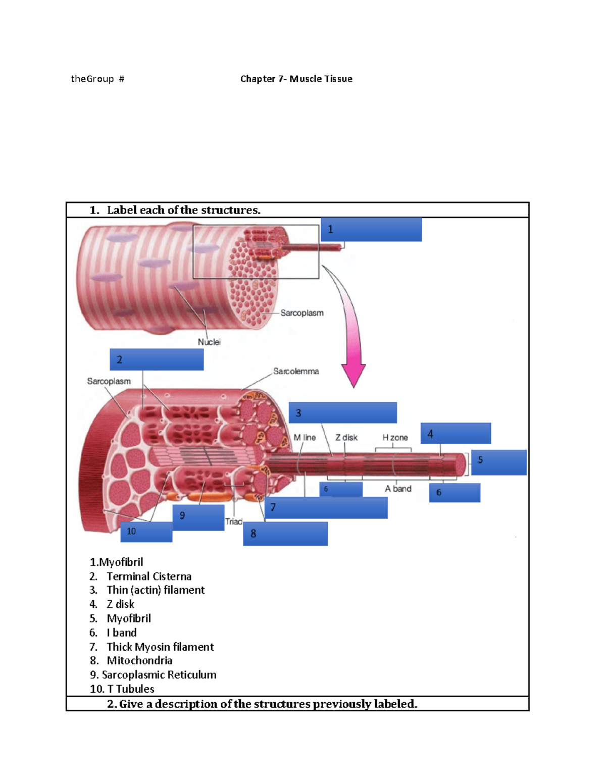 Chapter 7 Muscle Assignment - theGroup Muscle Student Name (PID), of ...
