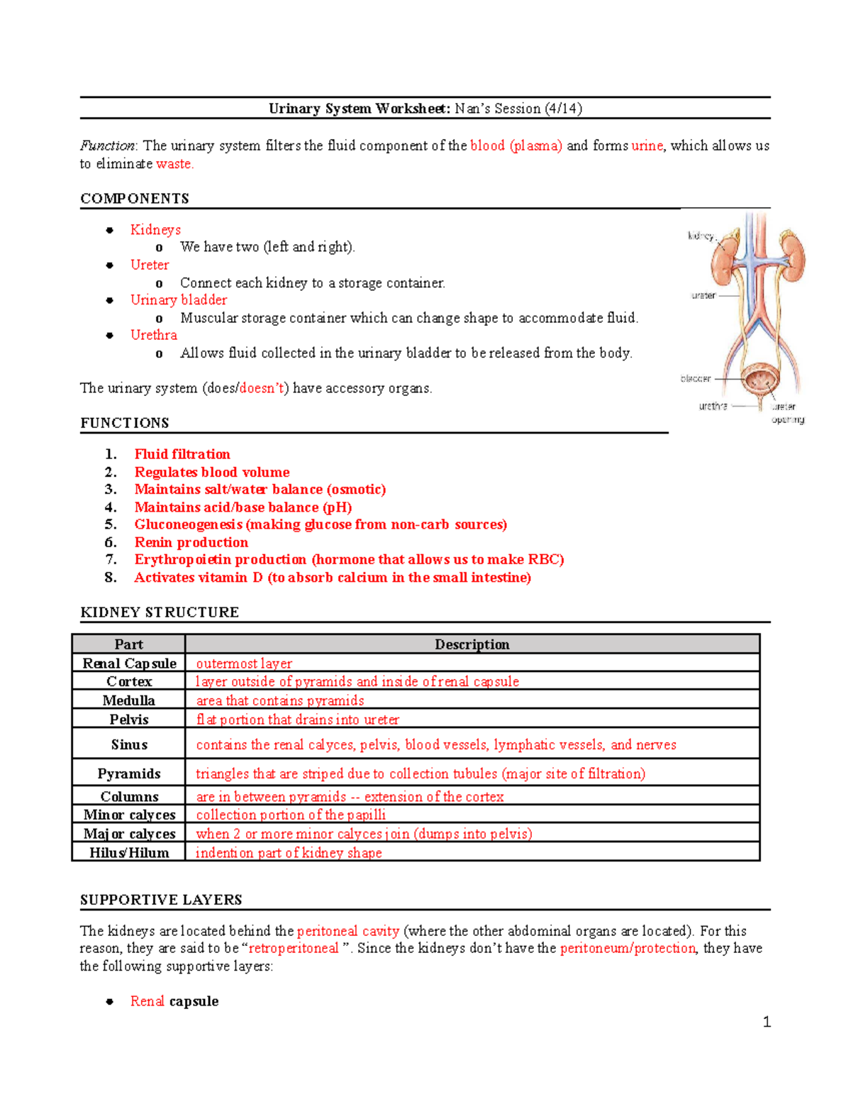 Urinary System Worksheet.docx - Google Docs - Urinary System Worksheet ...