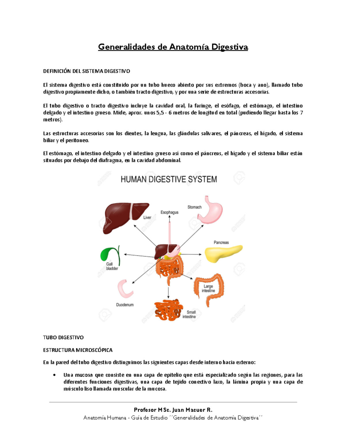 Guia Anatomia Digestiva - - Studocu