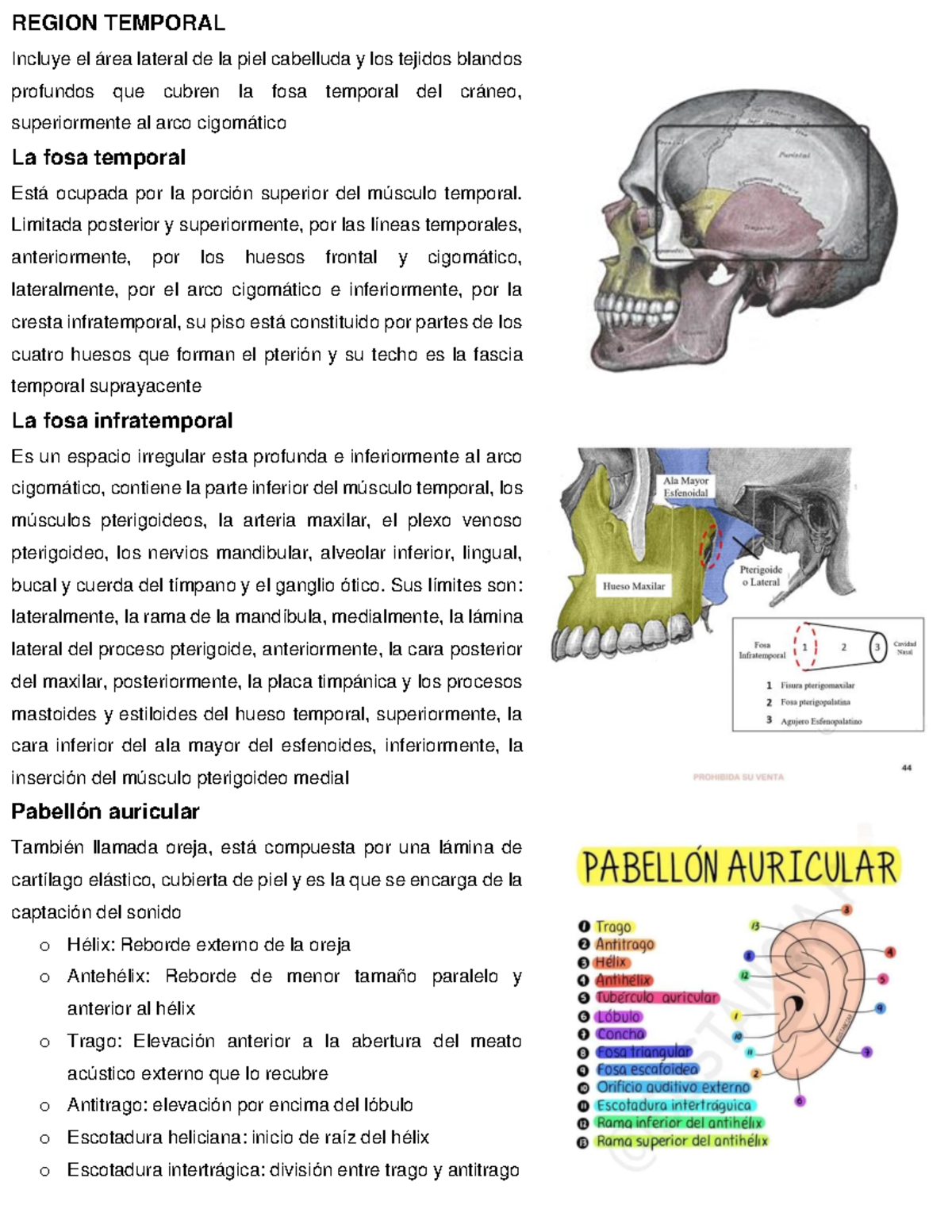 Region Temporal - REGION TEMPORAL Incluye el área lateral de la piel ...