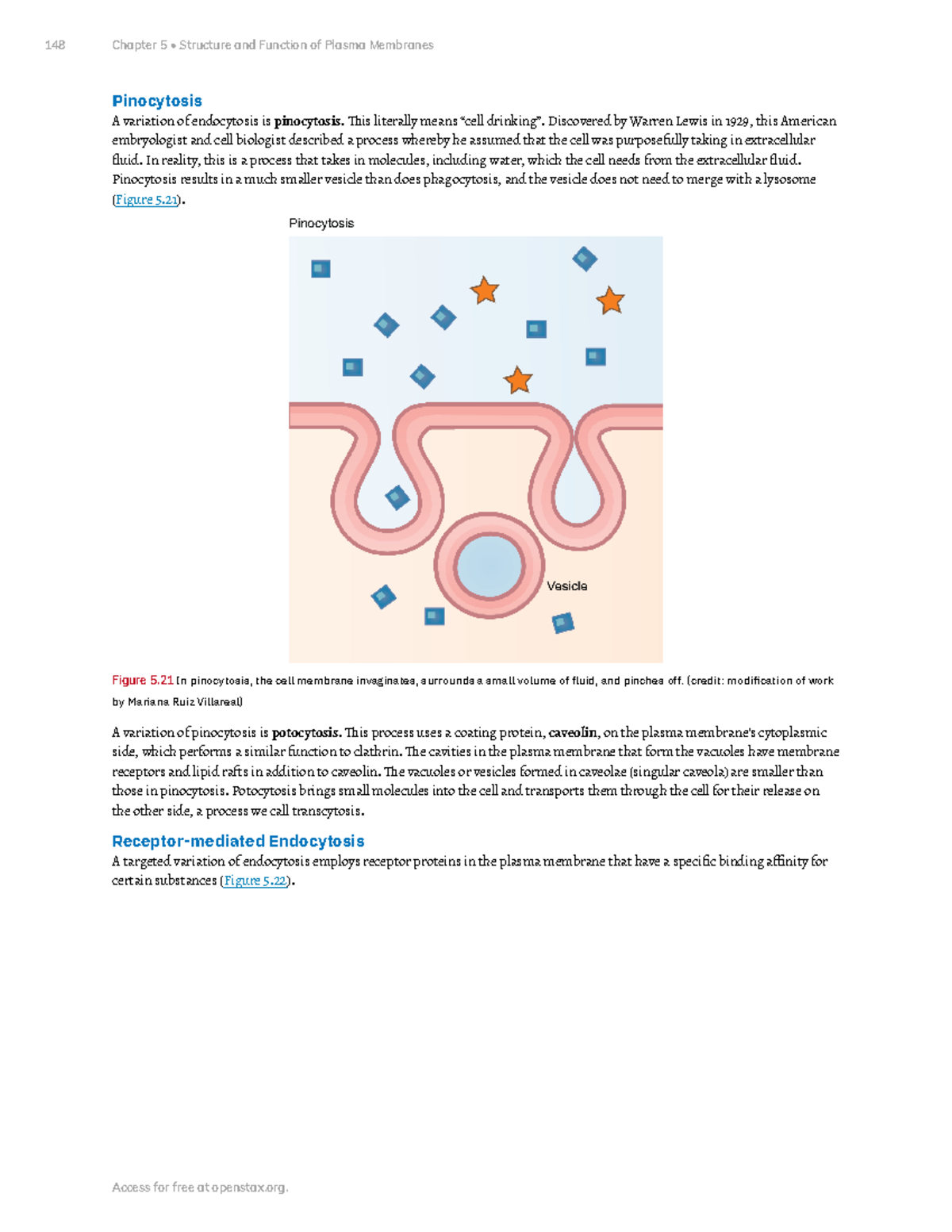 Chapter 5 Structure and Function of Plasma Membranes Part 8 - Pinocytosis A variation of ...