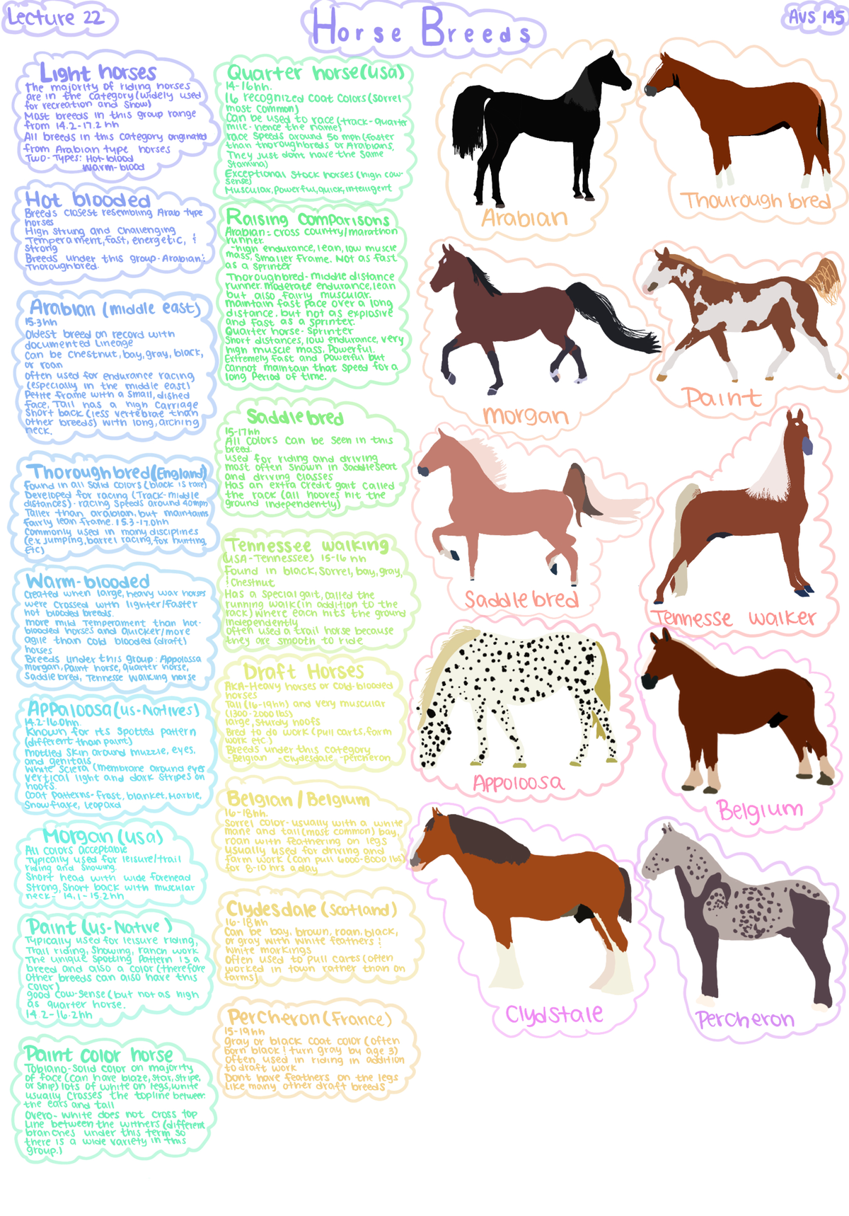 Horse Breeds - Dr.Colt Knights Intro to Animal Science AVS 145 - AVS ...