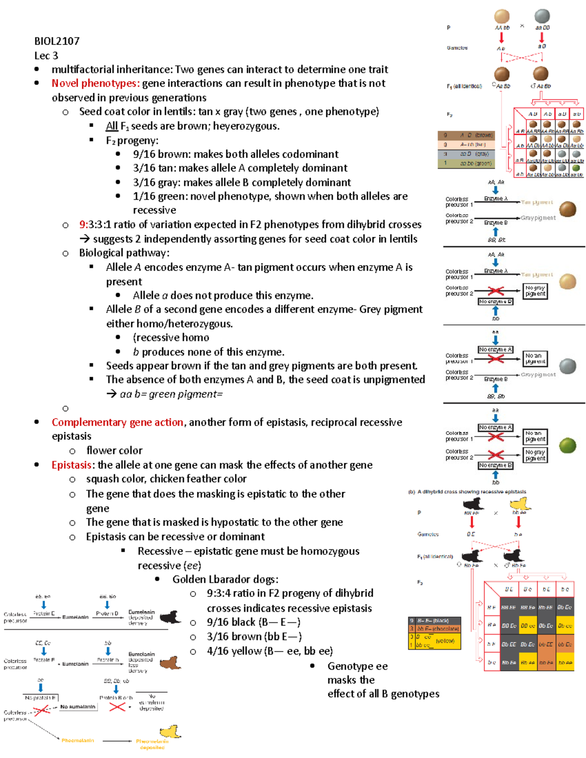 lecture 1-4 biol2107 - Lec 3 multifactorial inheritance: Two genes can ...