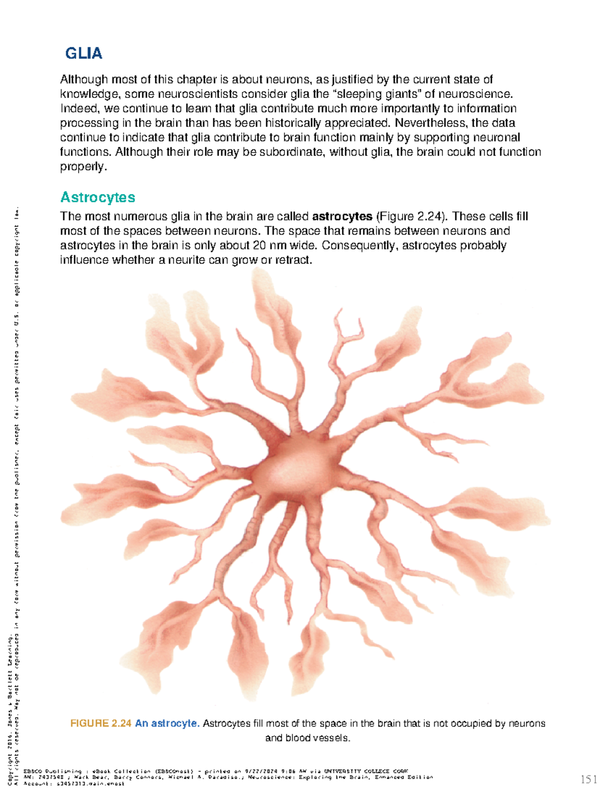 Mark Bear Barry Co 2016 Glia Neuroscience Exploring - 151 GLIA Although ...