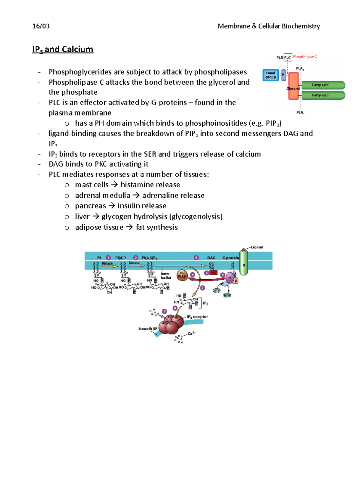 IP3 and Calcium - 16/03 Membrane & Cellular Biochemistry IP 3 and ...
