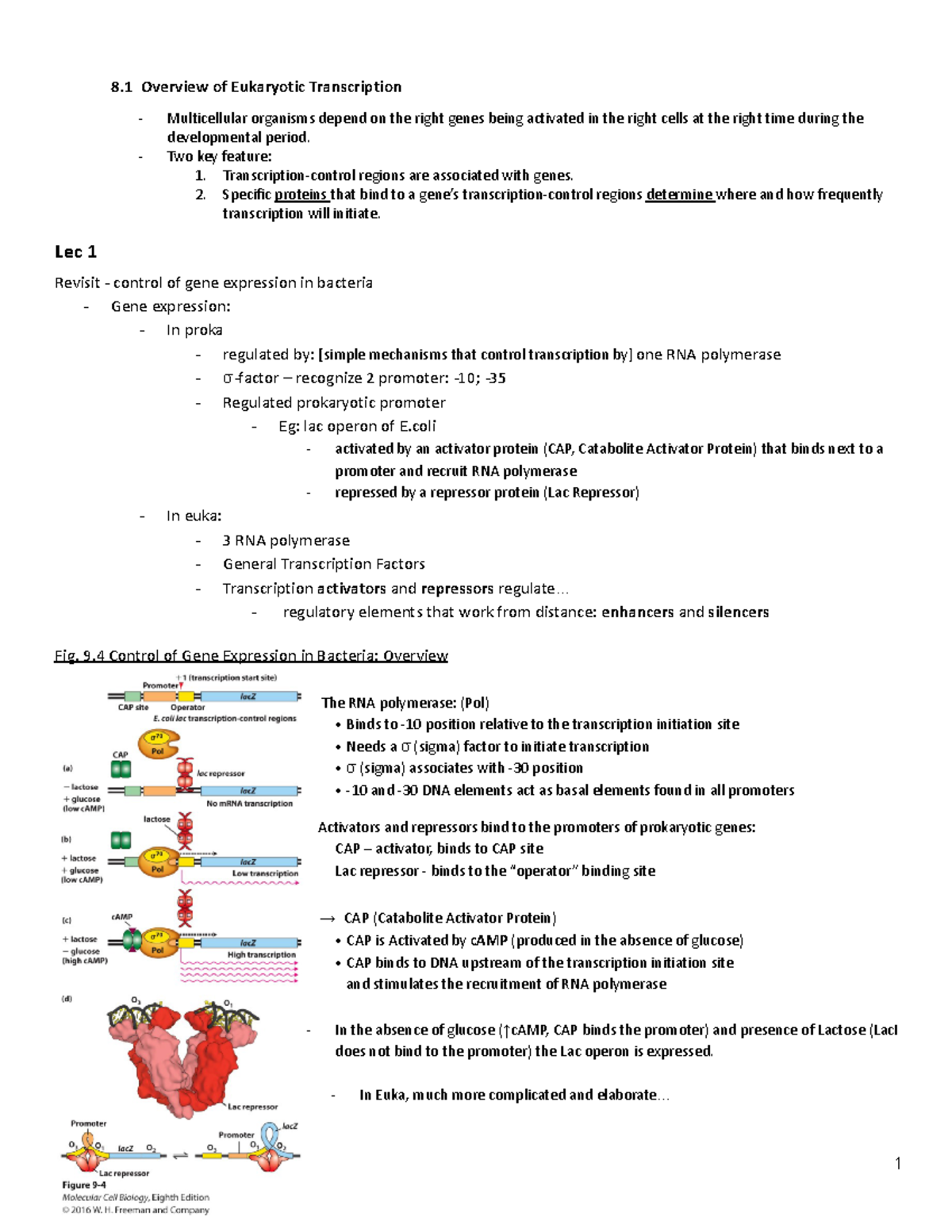 MCB2050 lec1-4 - Lec1 - lec4 - 8 Overview of Eukaryotic Transcription - Multicellular organisms ...