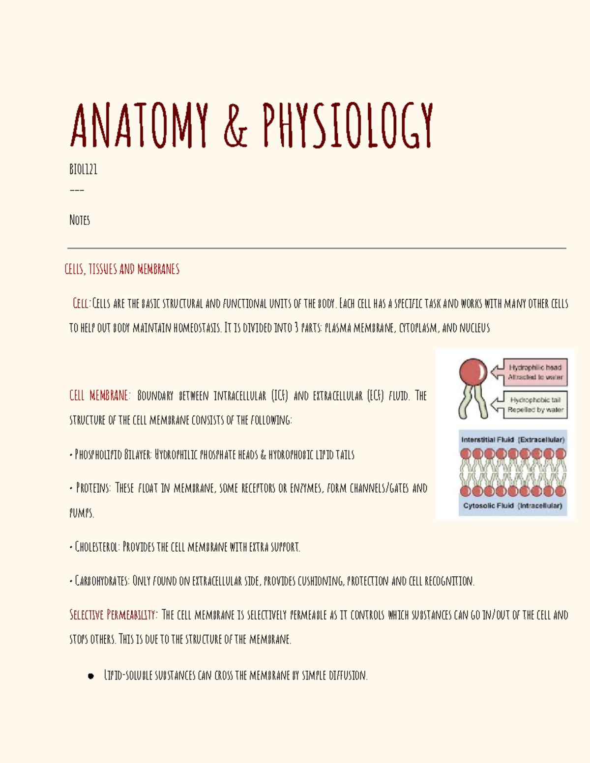 Anatomy and pysiology - Lecture notes - ANATOMY & PHYSIOLOGY BIOL ...