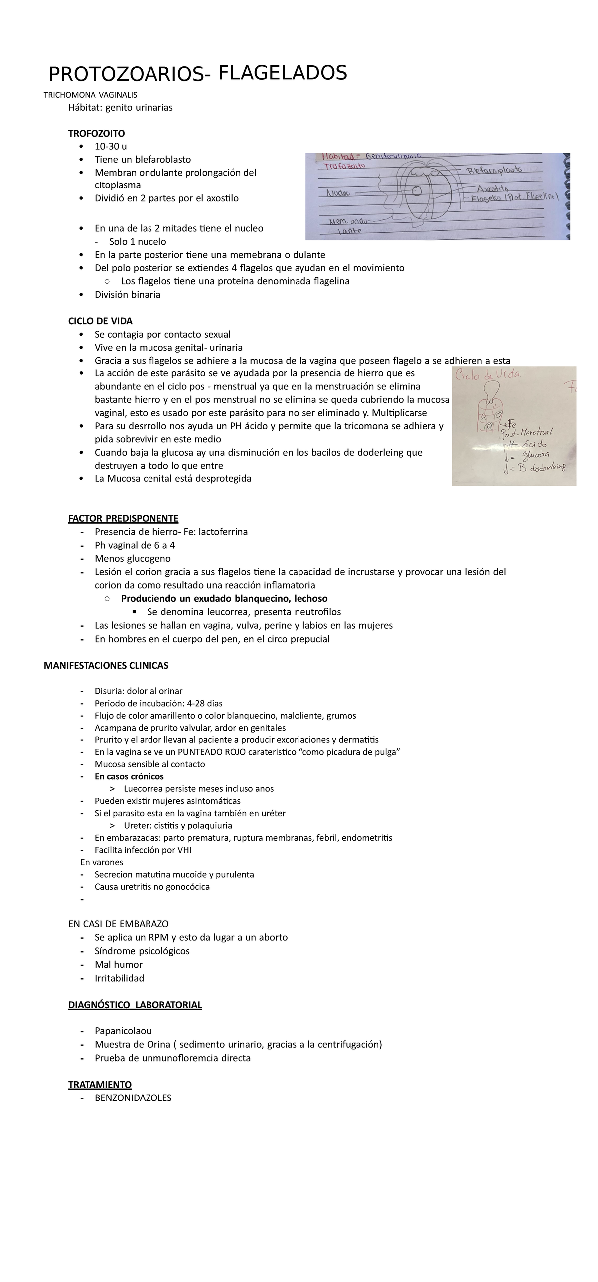 Protozoarios Flagelados - PROTOZOARIOS- FLAGELADOS TRICHOMONA VAGINALIS ...