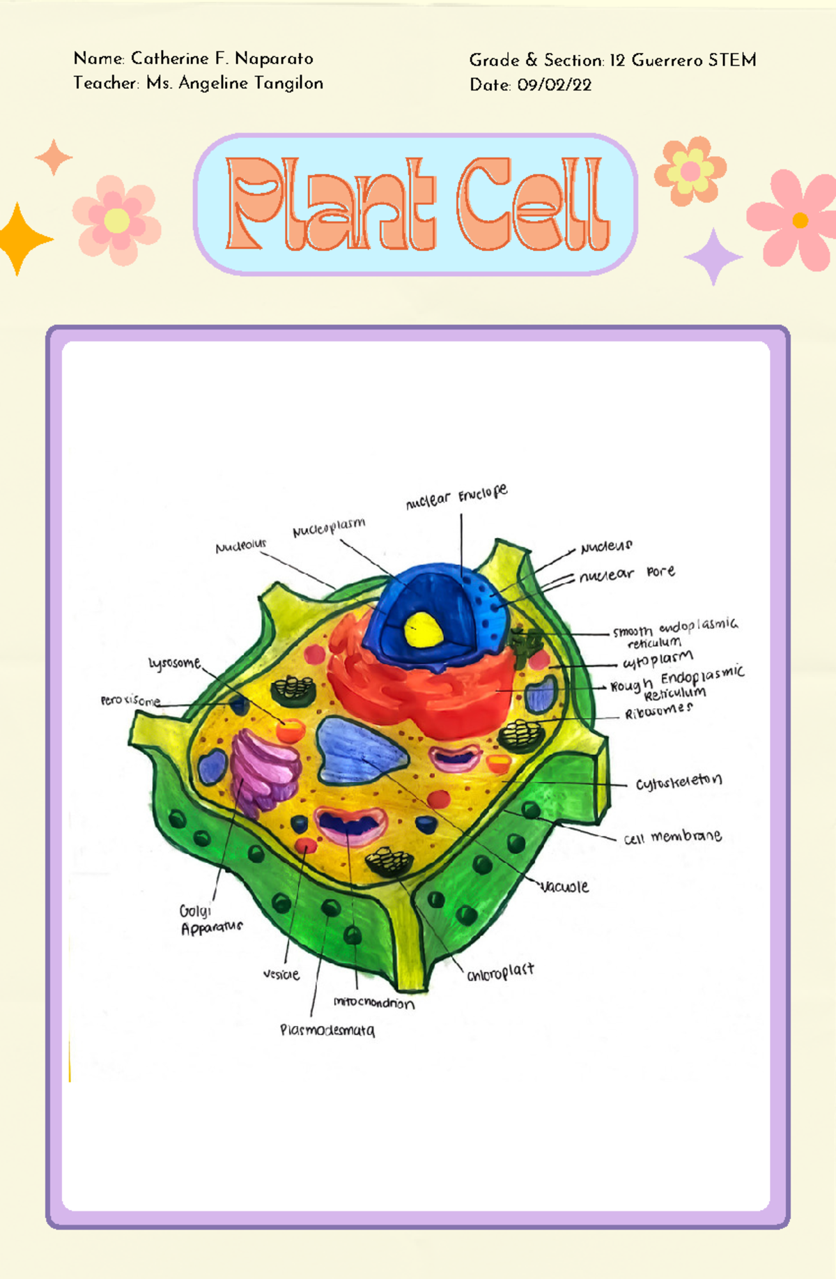 Bio act - Support and suspend organelles and cellular molecules. It ...