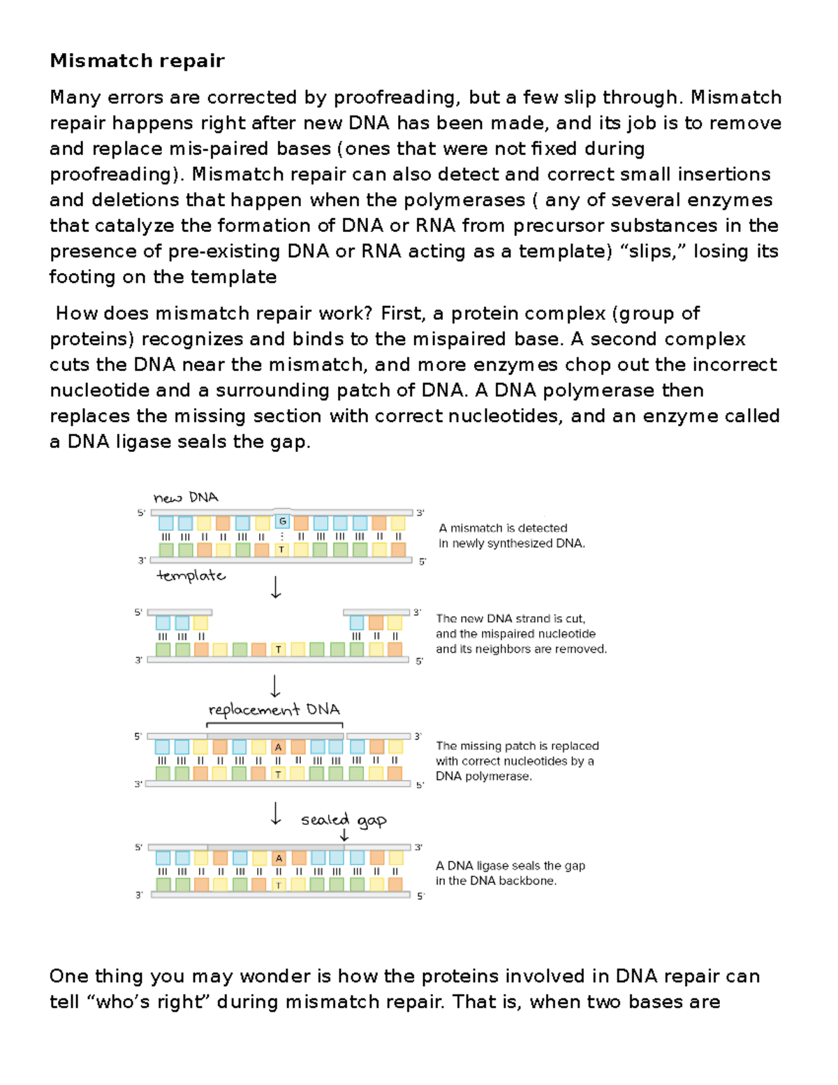 Biochem Report - Mismatch repair Many errors are corrected by ...