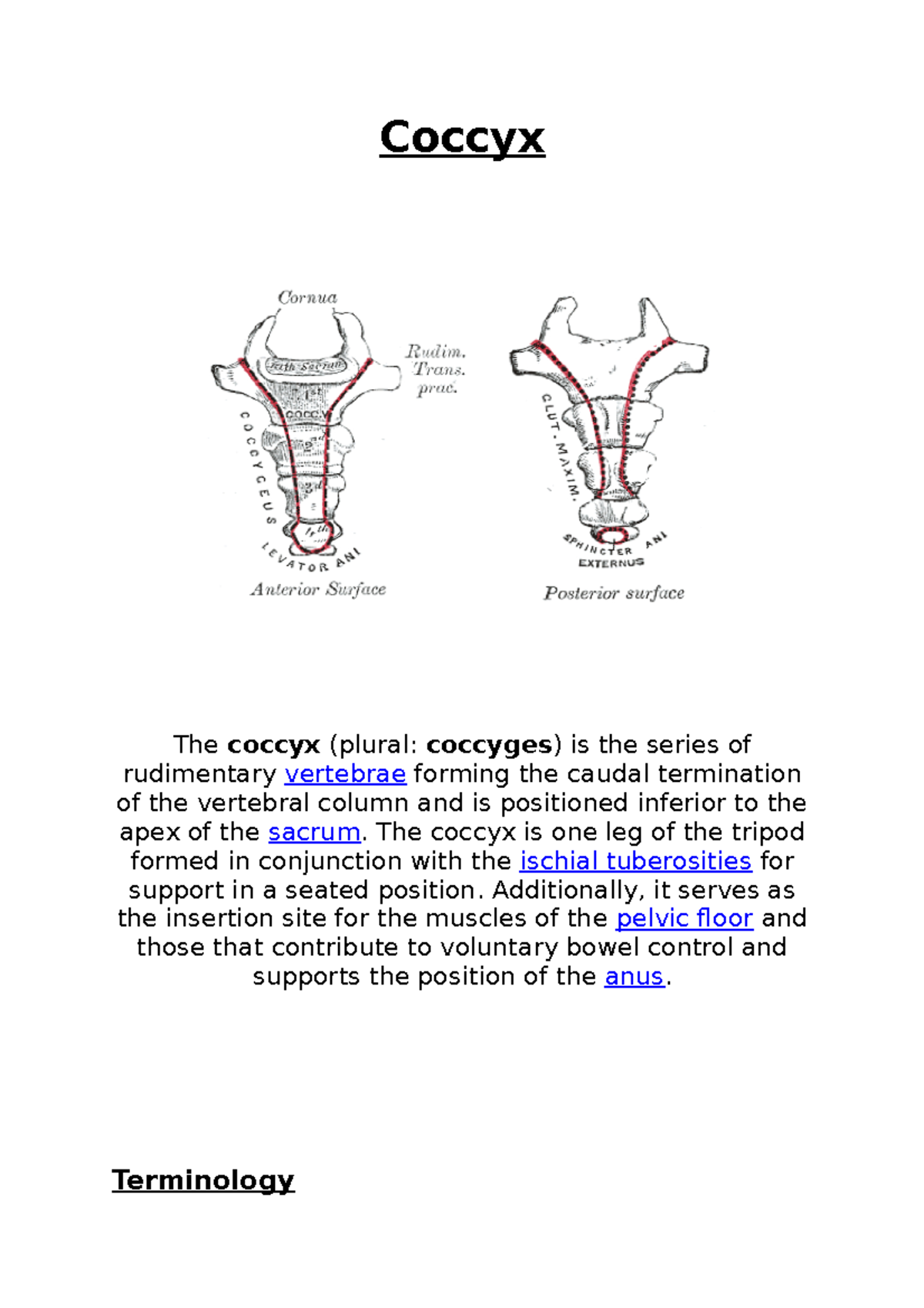 Pelvic Girdle - Coccyx - Coccyx The coccyx (plural: coccyges) is the series of rudimentary ...