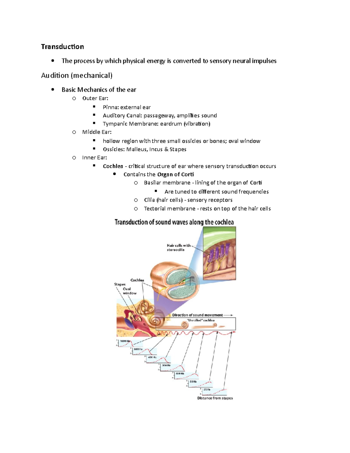 Chapter 5 Cognitive Neuroscience Summary - Transduction The process by ...