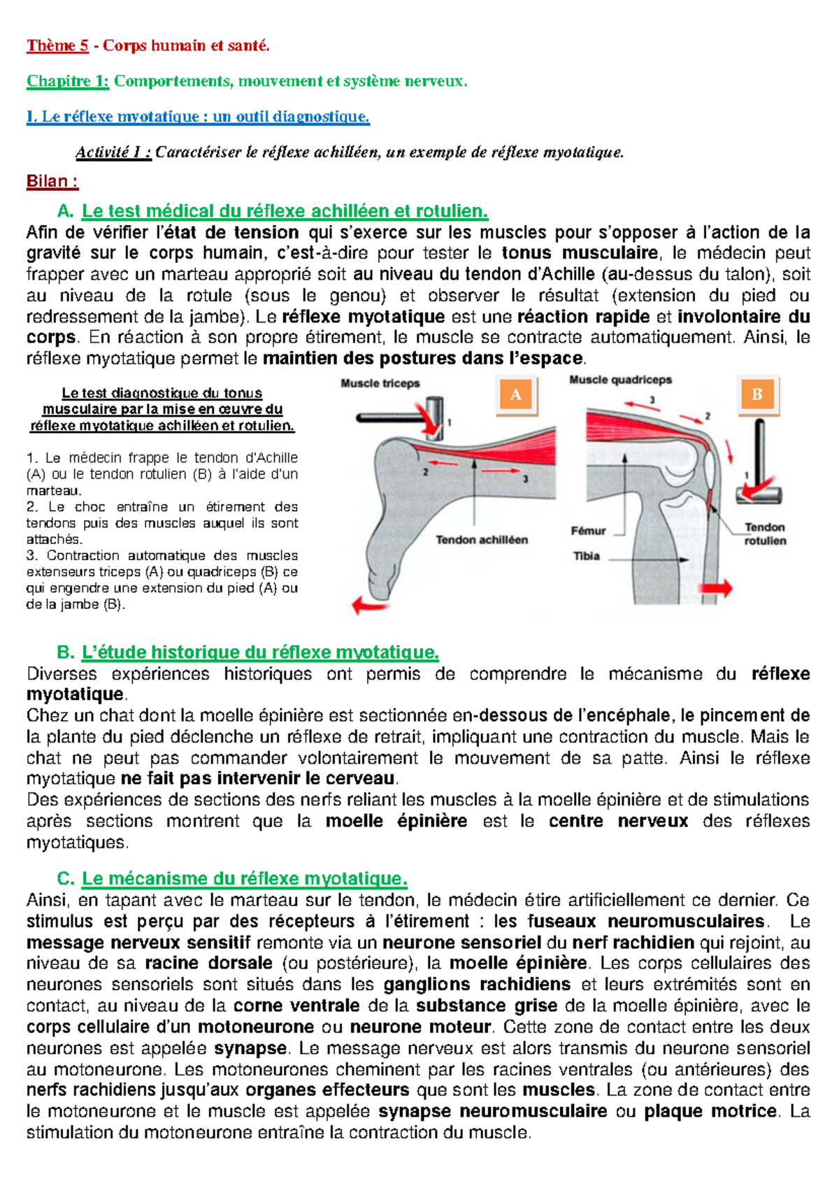 Bilan Activité 1 - Réflexe myotatique - Thème 5 - Corps humain et santé. Chapitre 1 ...