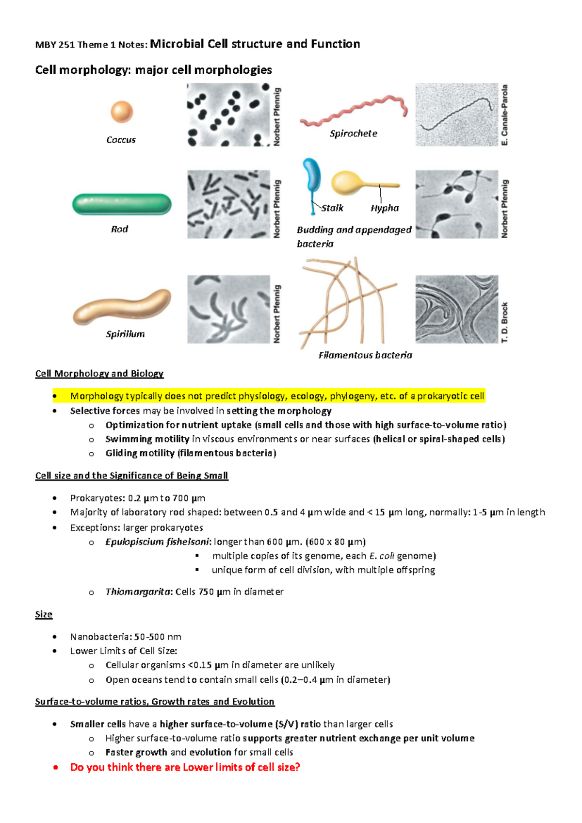 MBY 251 Theme 1 Notes - Summary Bacteriology - MBY 251 Theme 1 Notes ...