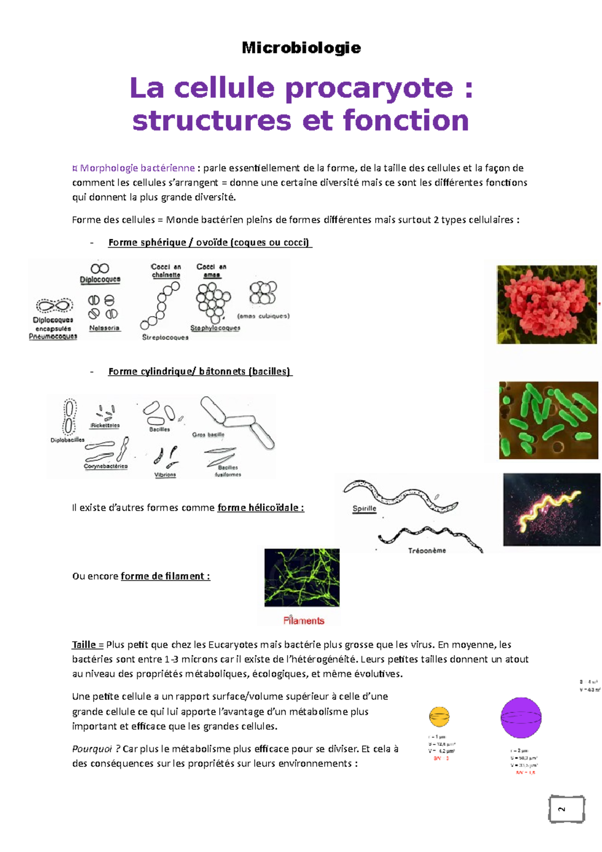 Microbio - Cellule procaryote - La cellule procaryote : structures et ...