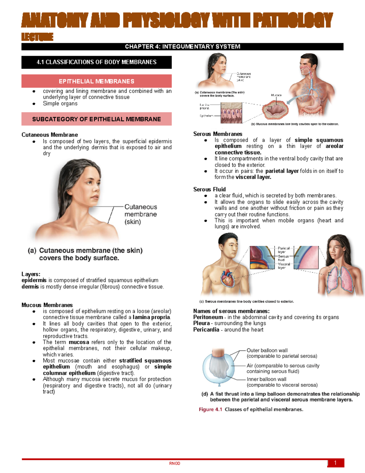 Integumentary- System-1 - ANATOMY AND PHYSIOLOGY WITH PATHOLOGY LECTURE ...