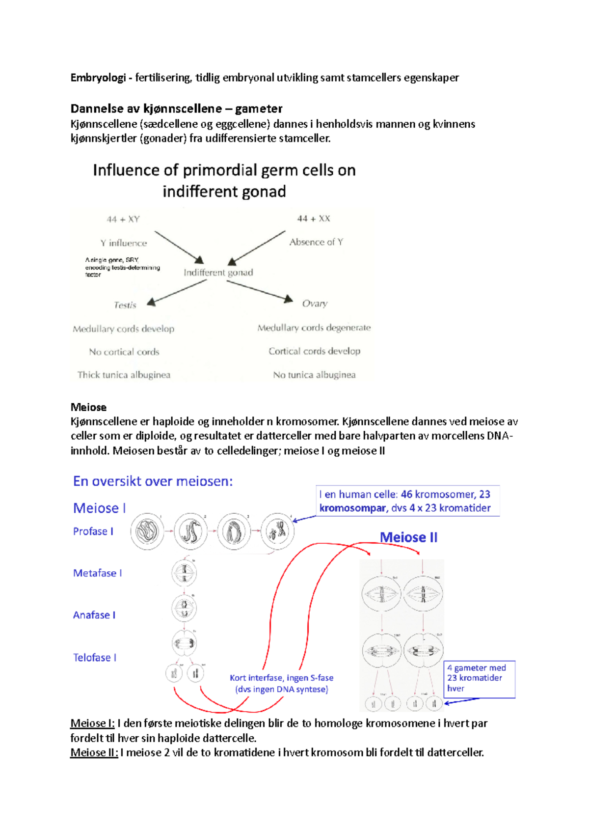 Embryologi - Meiose Kjønnscellene er haploide og inneholder n ...