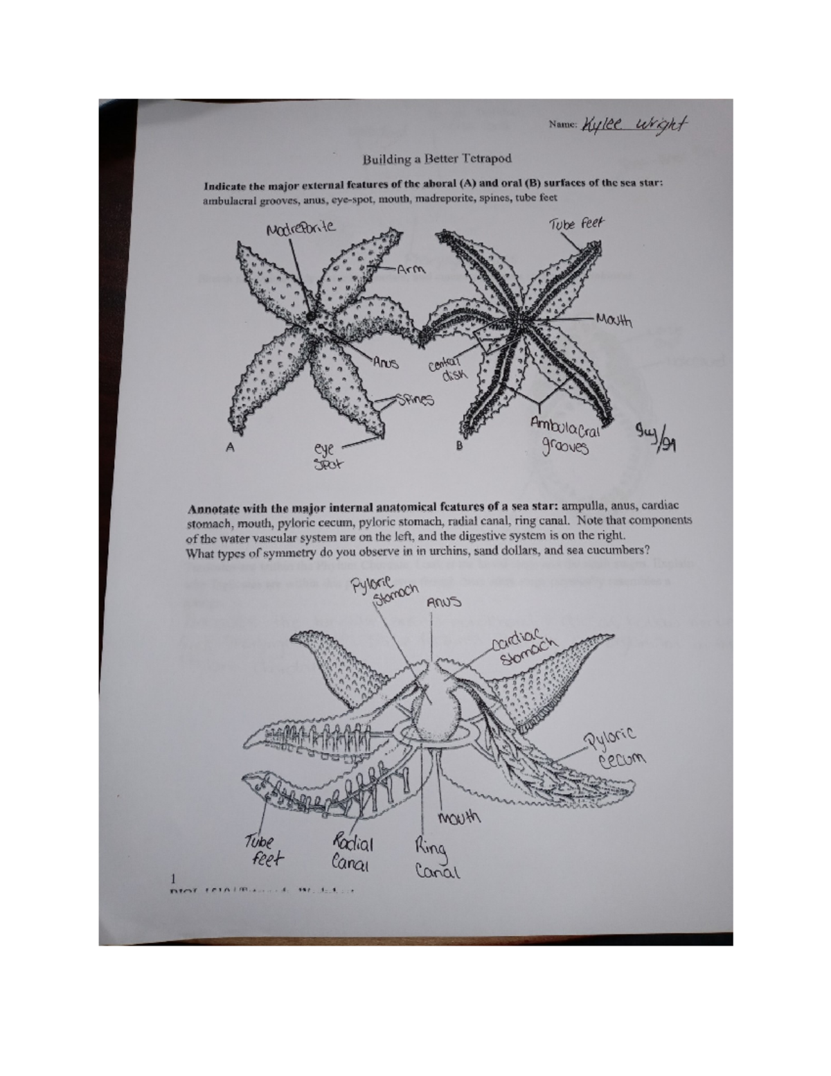 Building a Better Tetrapod Worksheet - Name: Kylee wright Building a ...