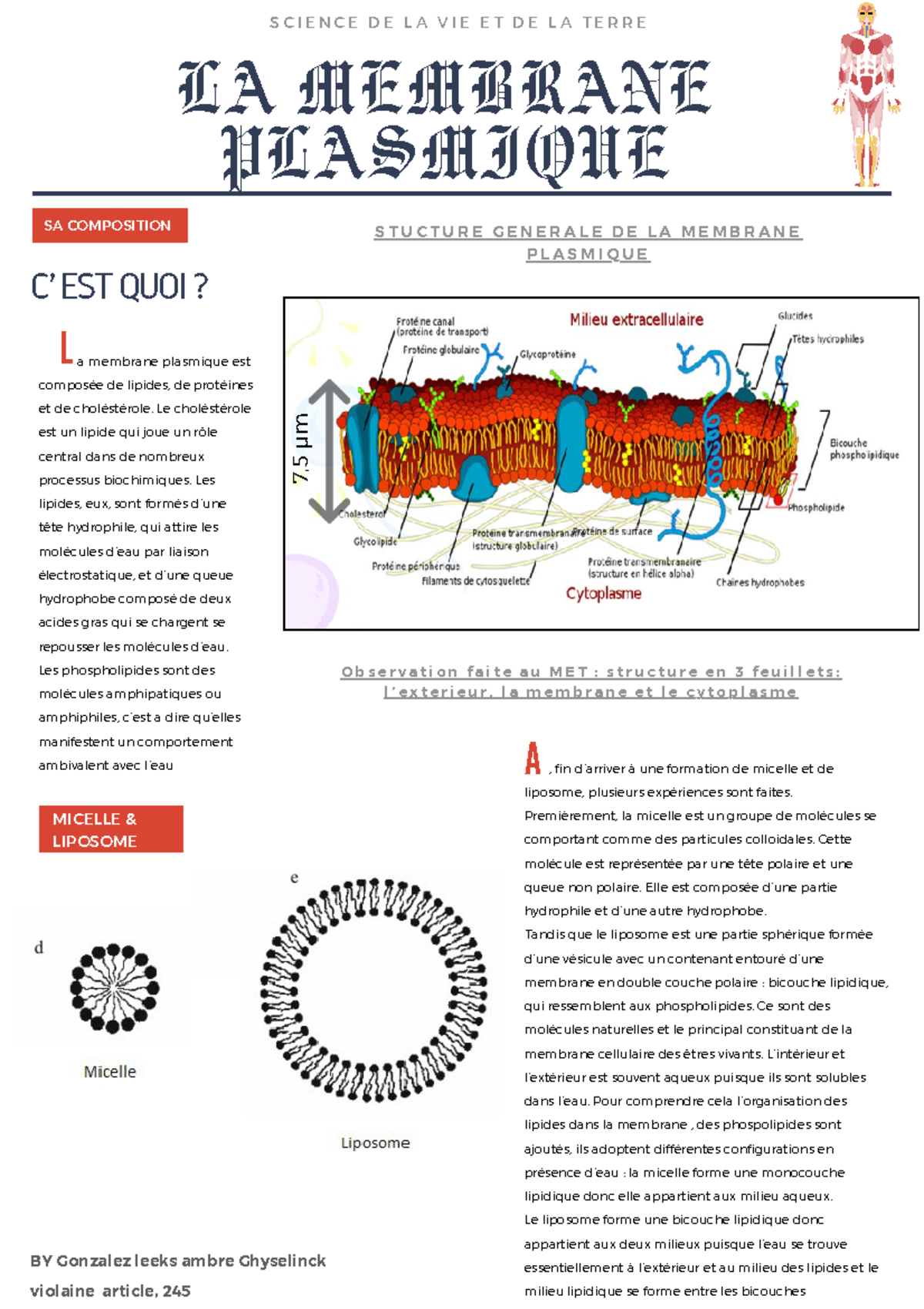 Fiche svt la membrane - LA MEMBRANE PLASMIQUE a membrane plasmique est ...
