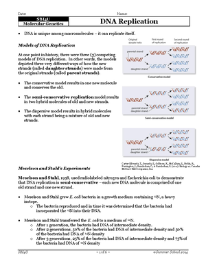 DNA Replication - The Process - DNA Replication: The Process In semi ...