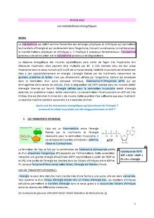 CM1 intro à la physiologie de l'effort - PHYSIOLOGIE DE L’EFFORT CM Plan du cours : 1 ...