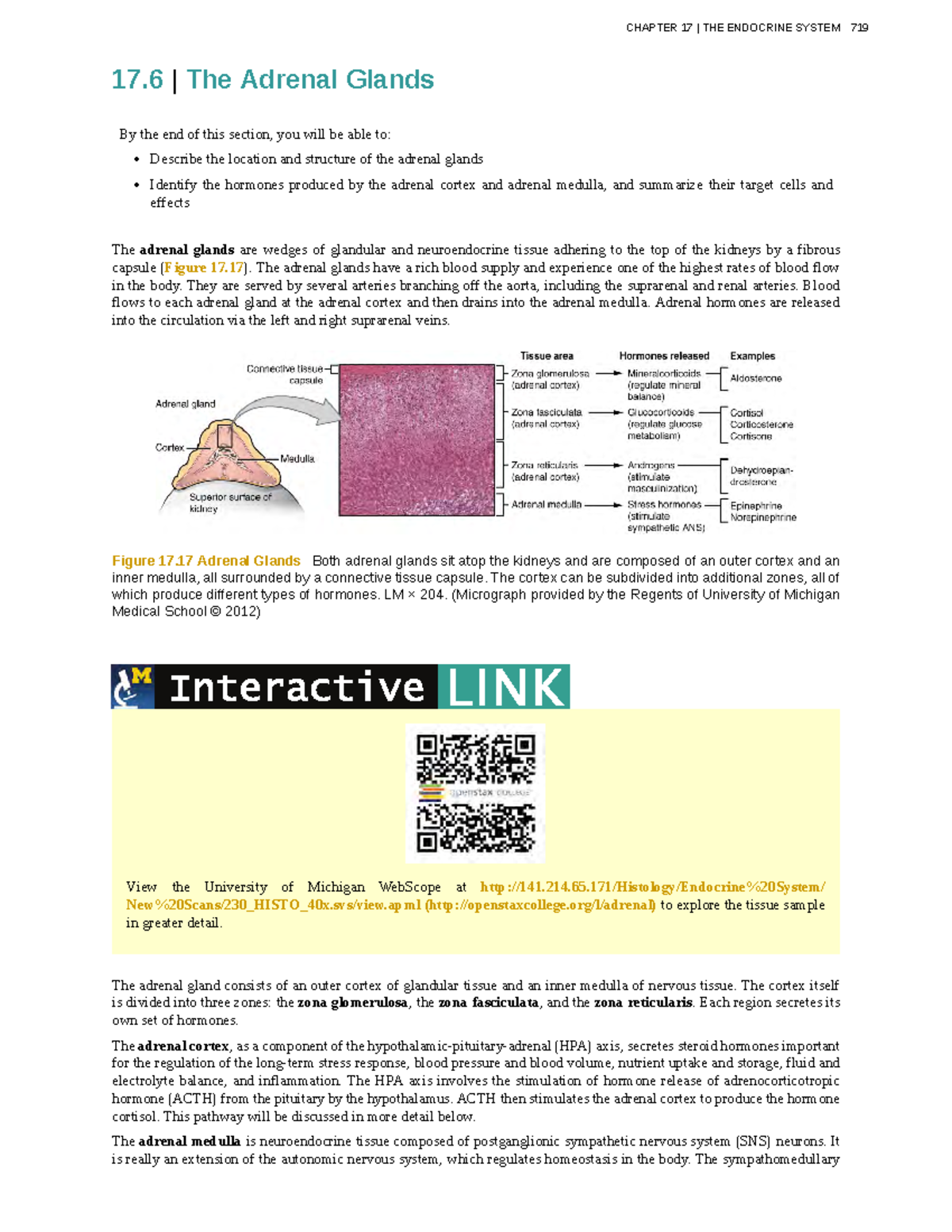 Anatomy-physiology-243 - 17 | The Adrenal Glands By the end of this ...