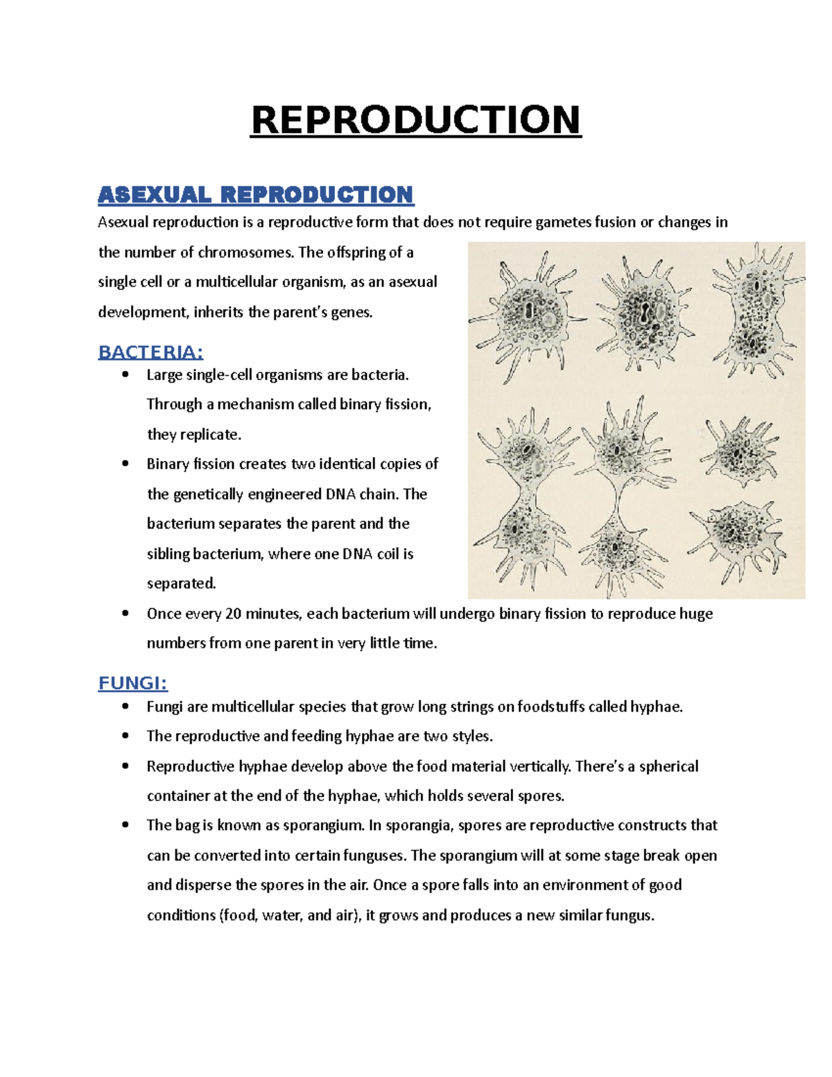 Reproduction - O level notes for final - REPRODUCTION ASEXUAL ...
