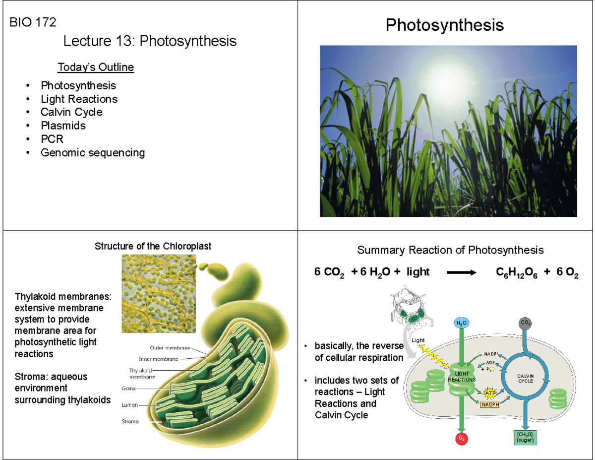 Lecture 13: Photosynthesis - Lecture 13: Photosynthesis BIO 172 Today’s ...