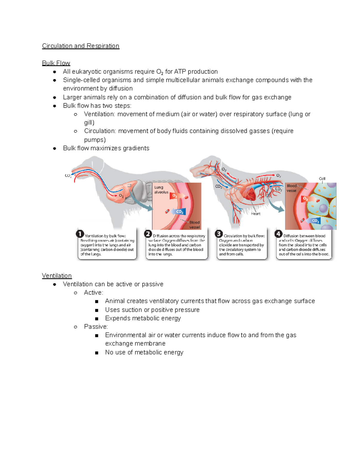 Week 3 - Circulation and Respiration - Circulation and Respiration Bulk ...