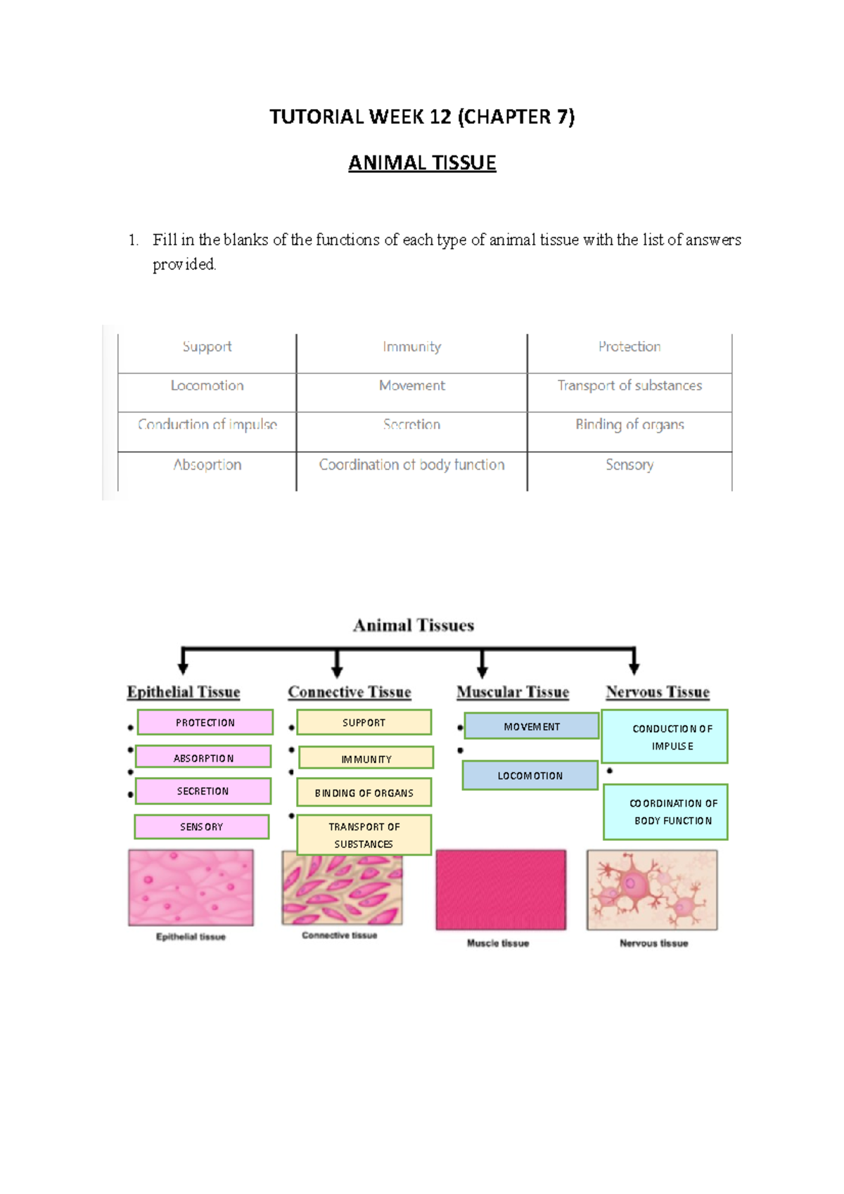 Chapter 7 - tuto week 7 - TUTORIAL WEEK 12 (CHAPTER 7) ANIMAL TISSUE 1 ...