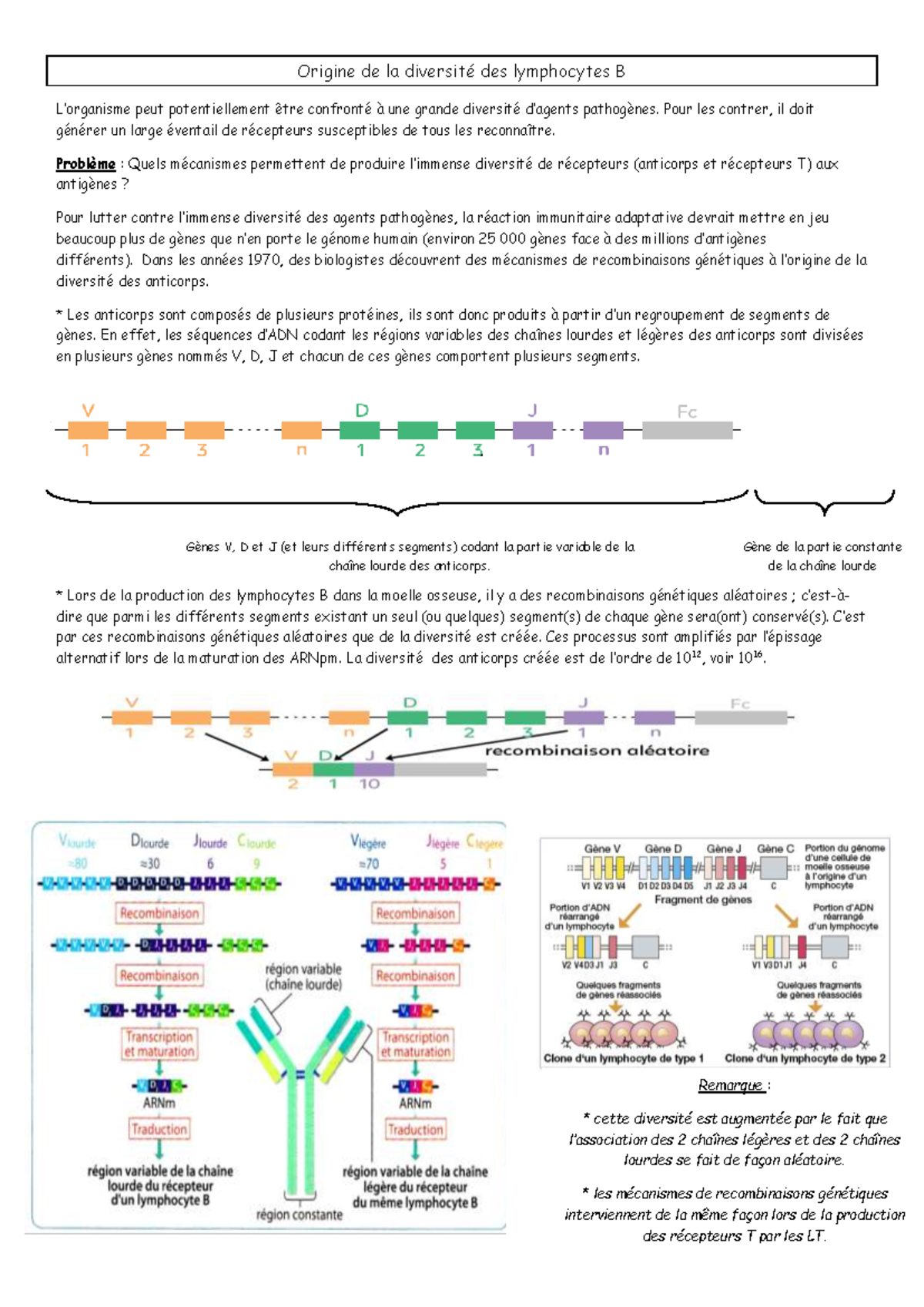 Origine de la diversité des lymphocytes B - Origine de la diversité des ...