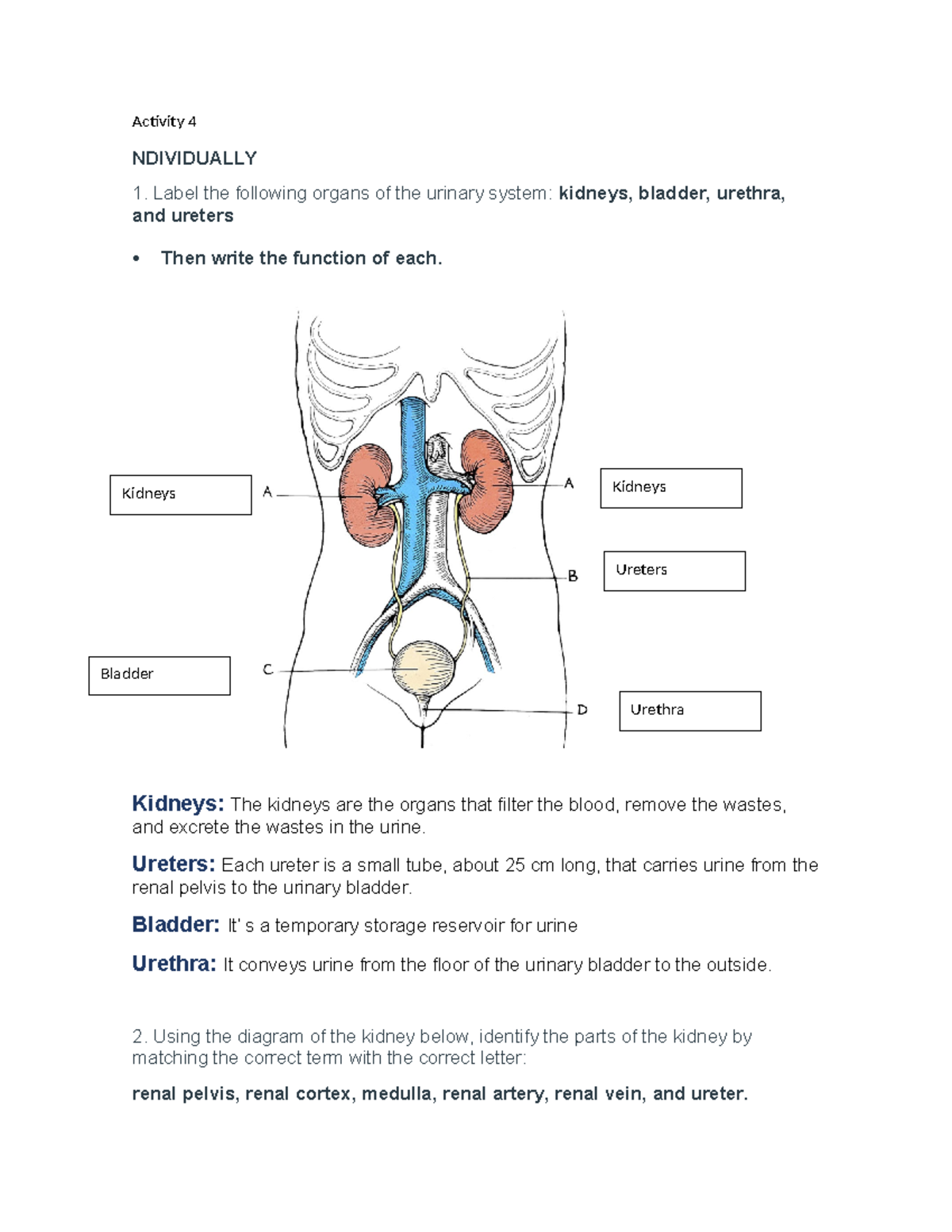 Activity 4 - actividad 4 de human body care - Activity 4 NDIVIDUALLY 1 ...