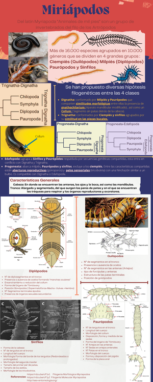 Estructura Myriapoda