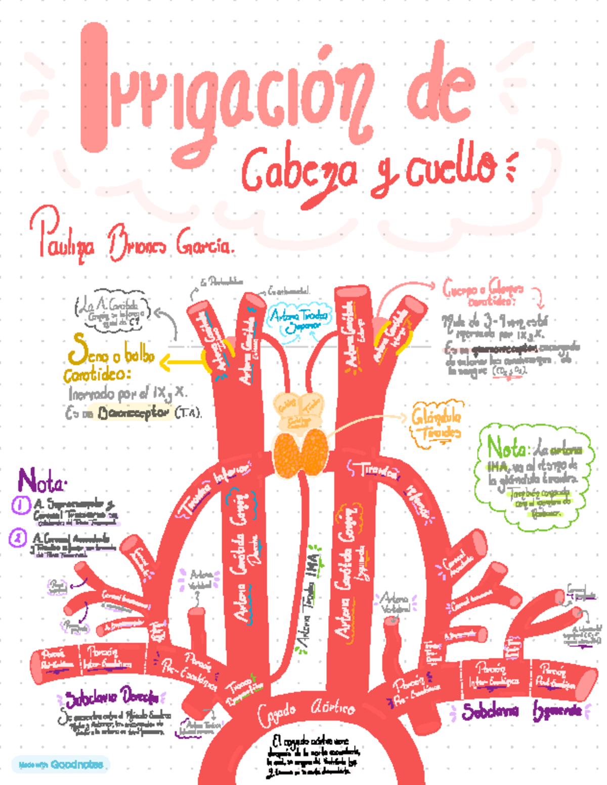 Irrigación Raíz del Cuello - Anatomía Humana - Cabeza y cuello Paulina Briones Garcia ...
