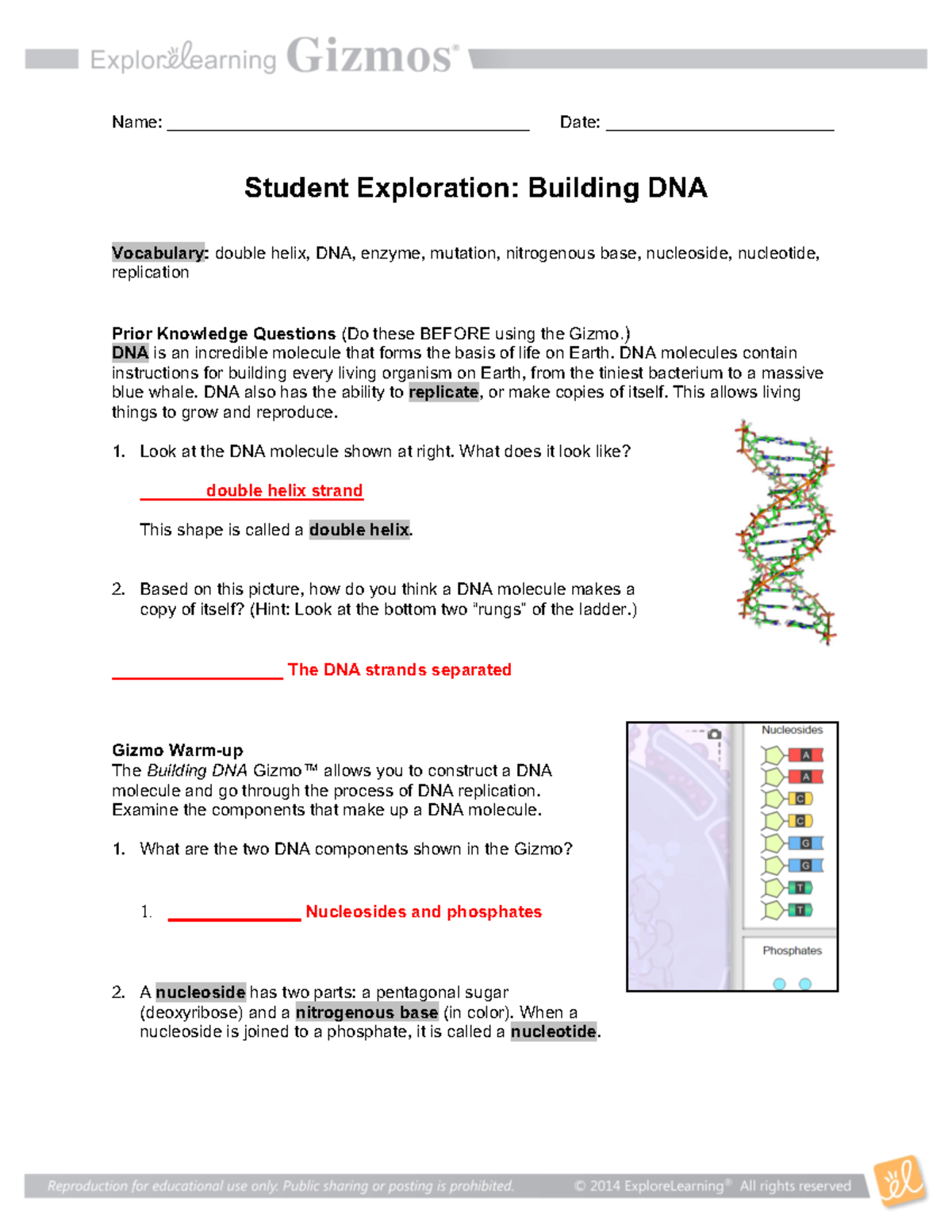 Microsoft Word - Building DNA Gizmo - Name ...