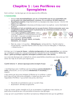 Chapitre 5 les némertes - Chapitre 5 : Les Némertes - Bilatériens ...