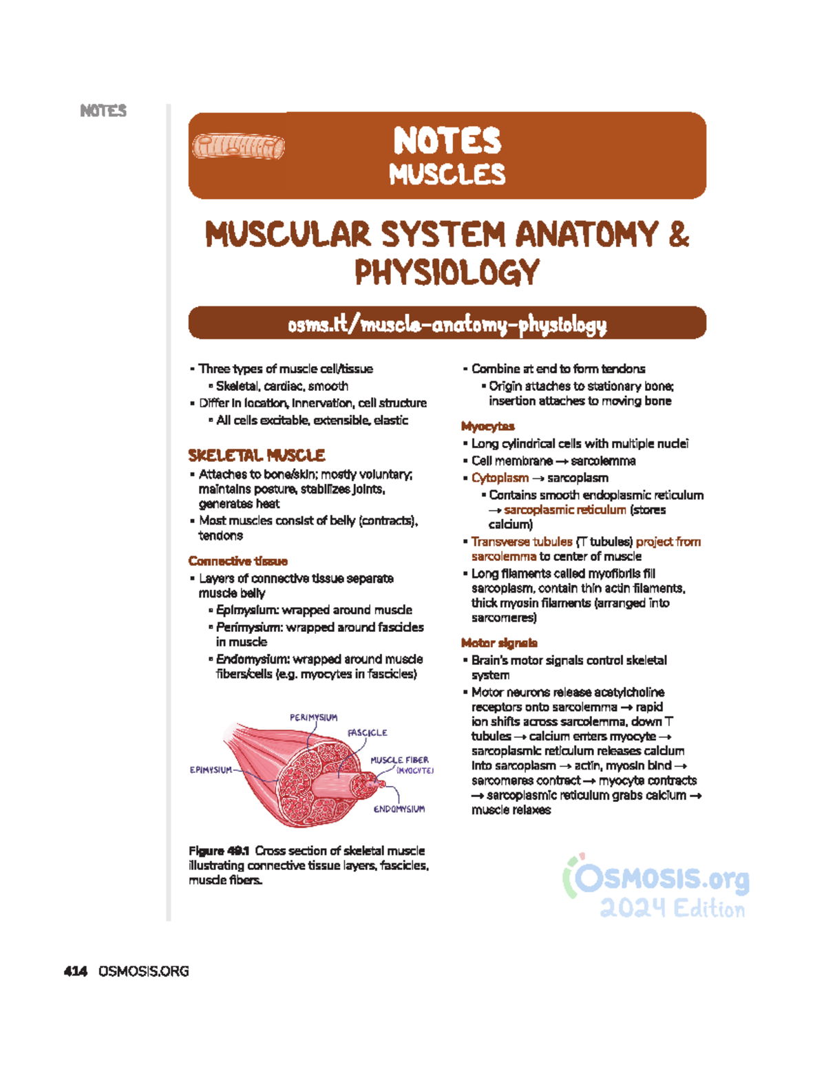 Muscles Notes Diagrams & Illustrations Osmosis - NOTES NOTES MUSCLES ...