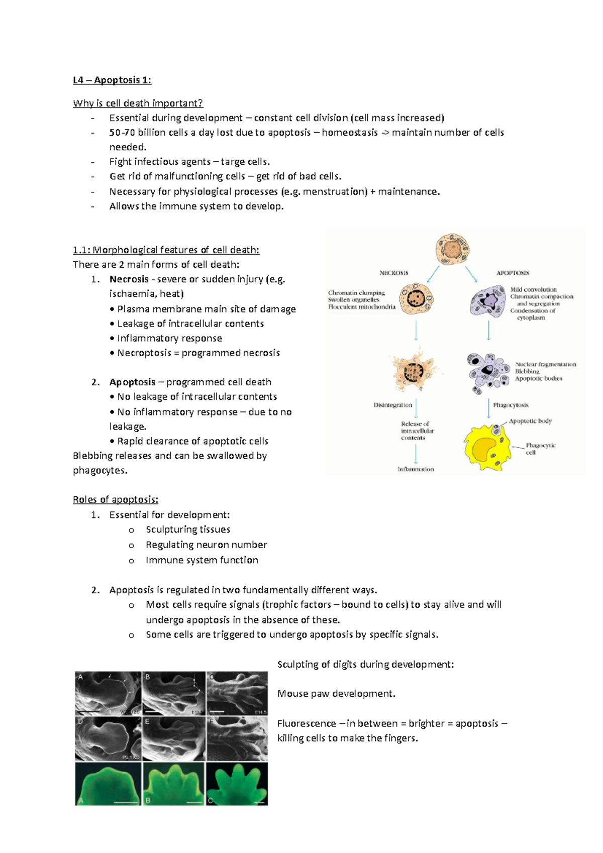 L4 – Apoptosis 1 - Lecture - L4 – Apoptosis 1: Why is cell death ...