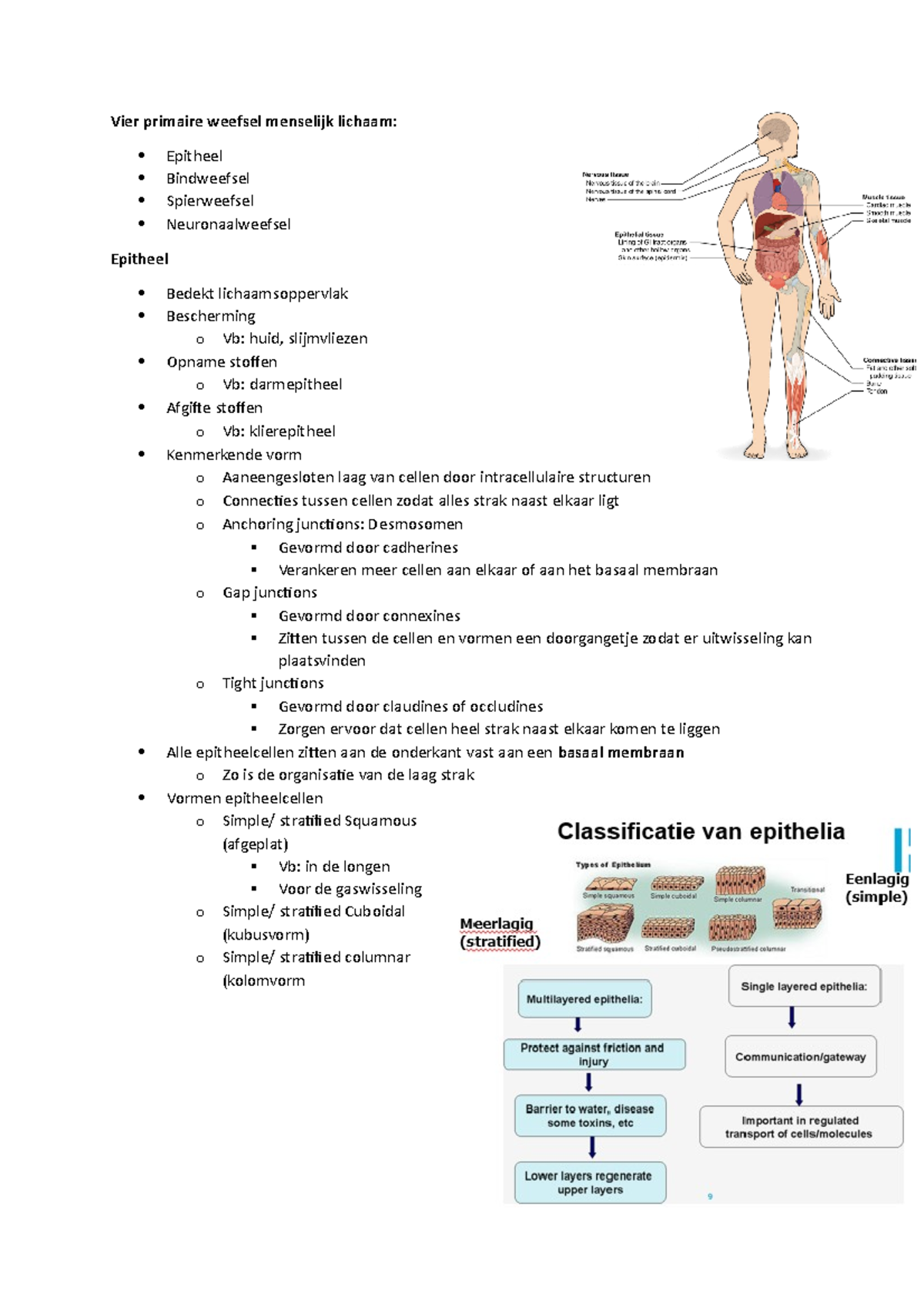 Fys reg les 2 - samenvatting fysreg les 2 - Vier primaire weefsel ...