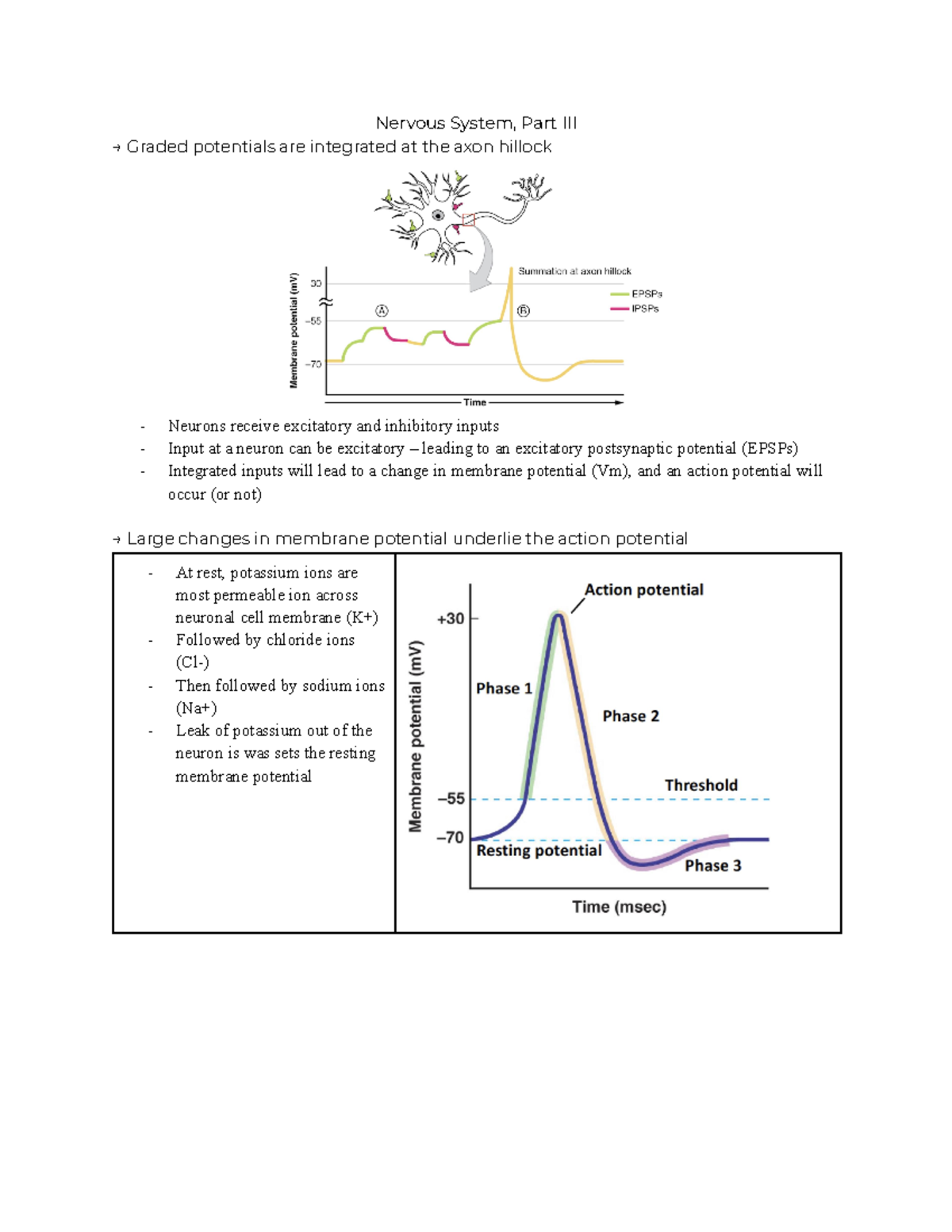 Bio 2A03 Nervous System, Part III - Nervous System, Part III → Graded ...