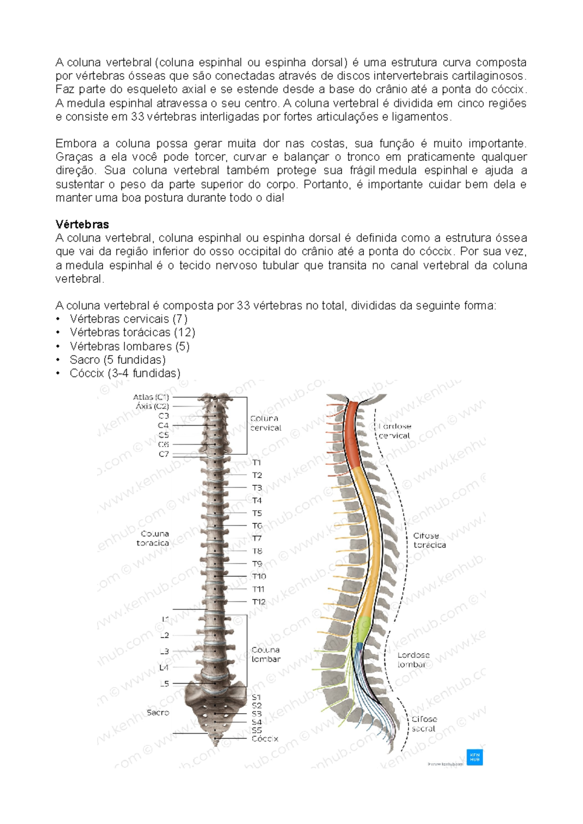Coluna Vertebral, Medula Espinal, Nervos Espinhais e Arco Reflexo - A ...