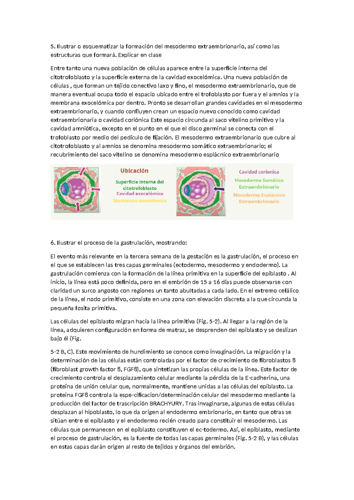 Embrio 5 - Ilustrar o esquematizar la formación del mesodermo ...
