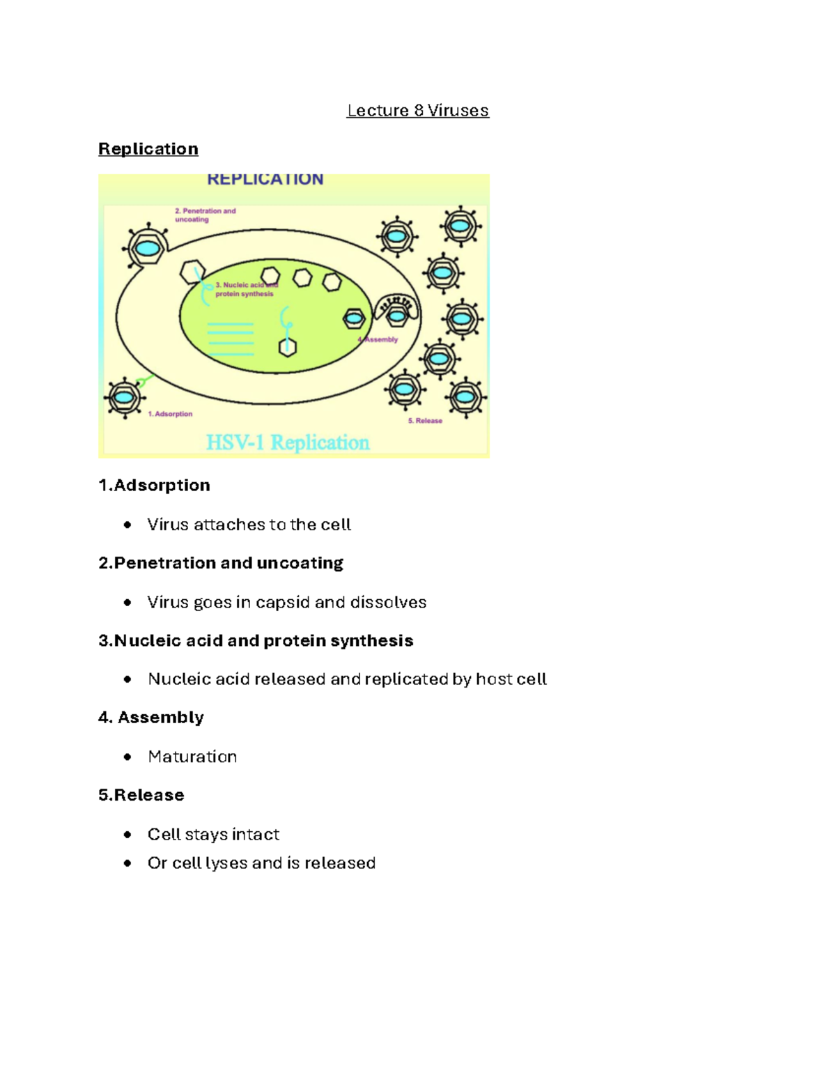 Lecture 8,9,10 Viruses - Copy - Lecture 8 Viruses Replication 1 Virus ...